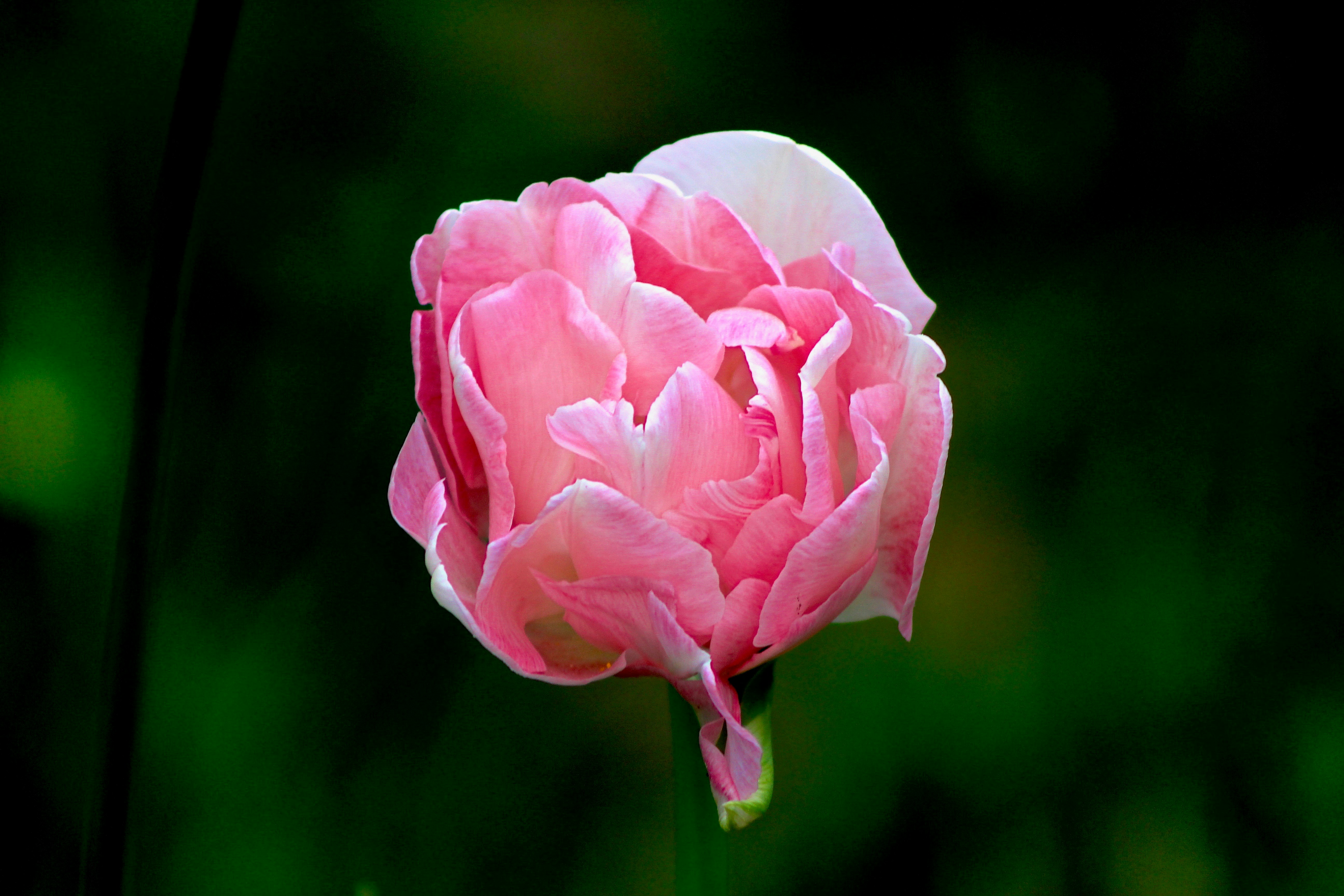 Pink Bud in Focus: A Gentle Rose Against a Blurred Green Backdrop