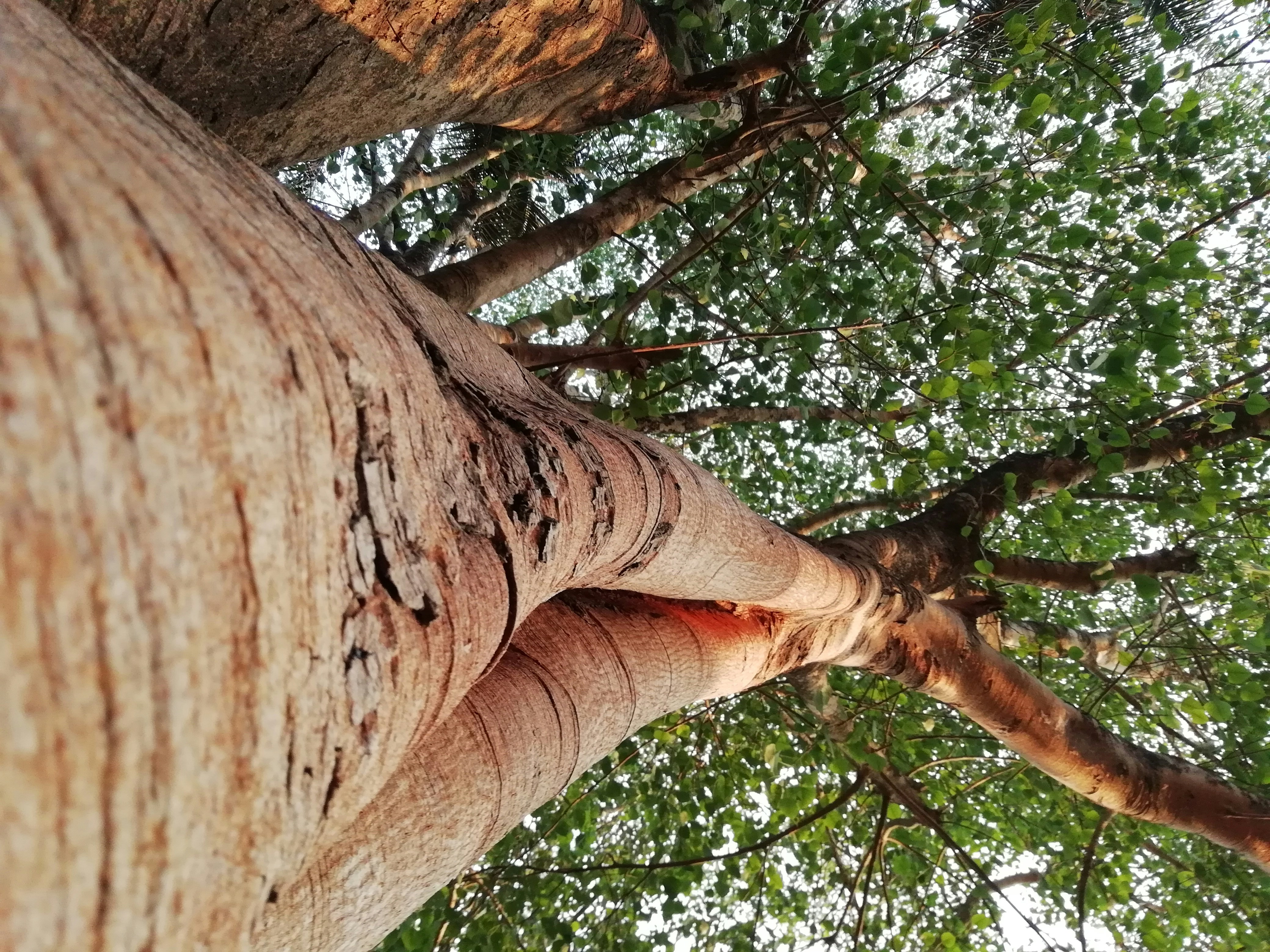 A towering tree trunk viewed from below, showcasing its textured bark and lush green canopy above. The perspective emphasizes the grandeur of the natural world.