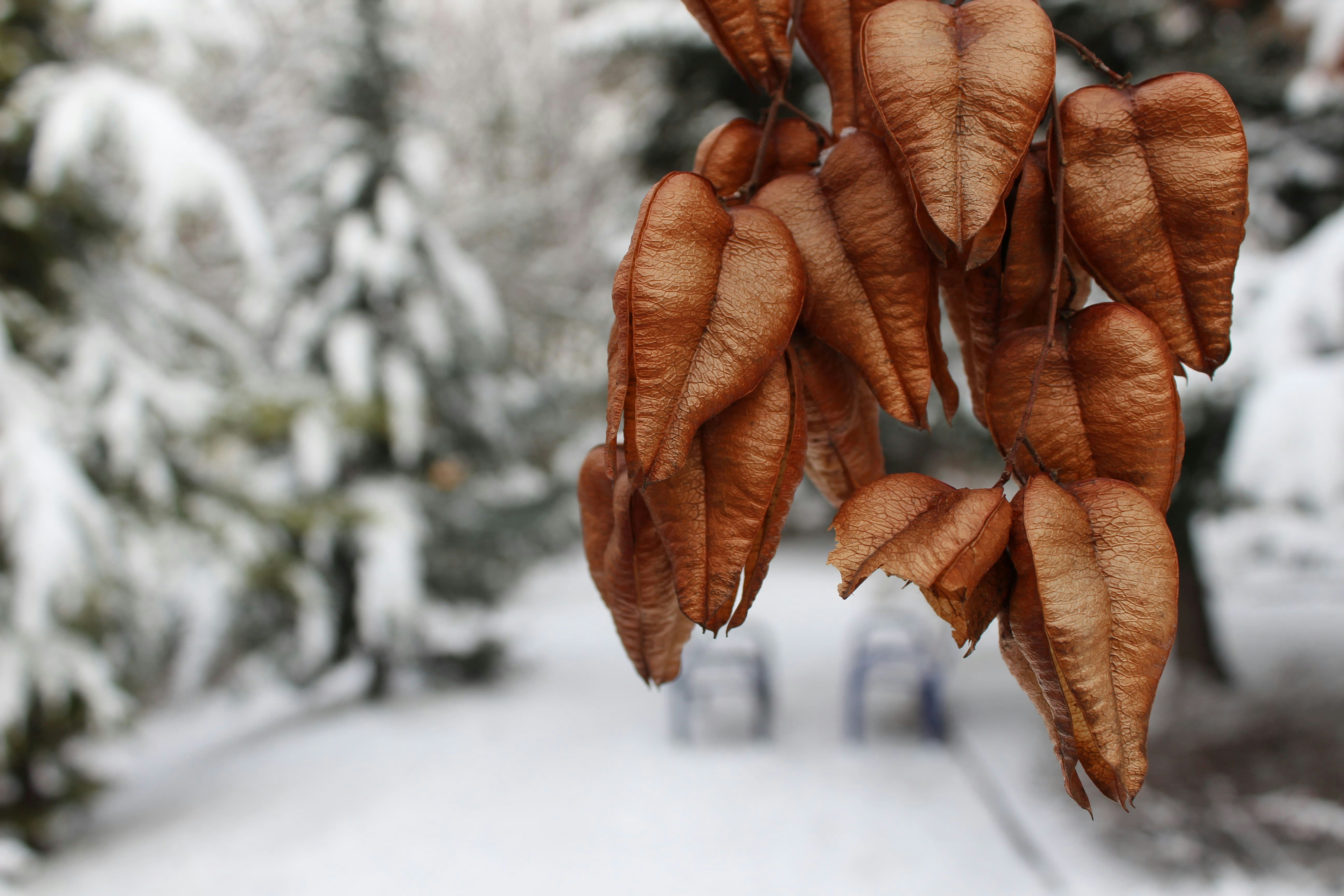 Winter's Whisper: Nature's Delicate Remnants