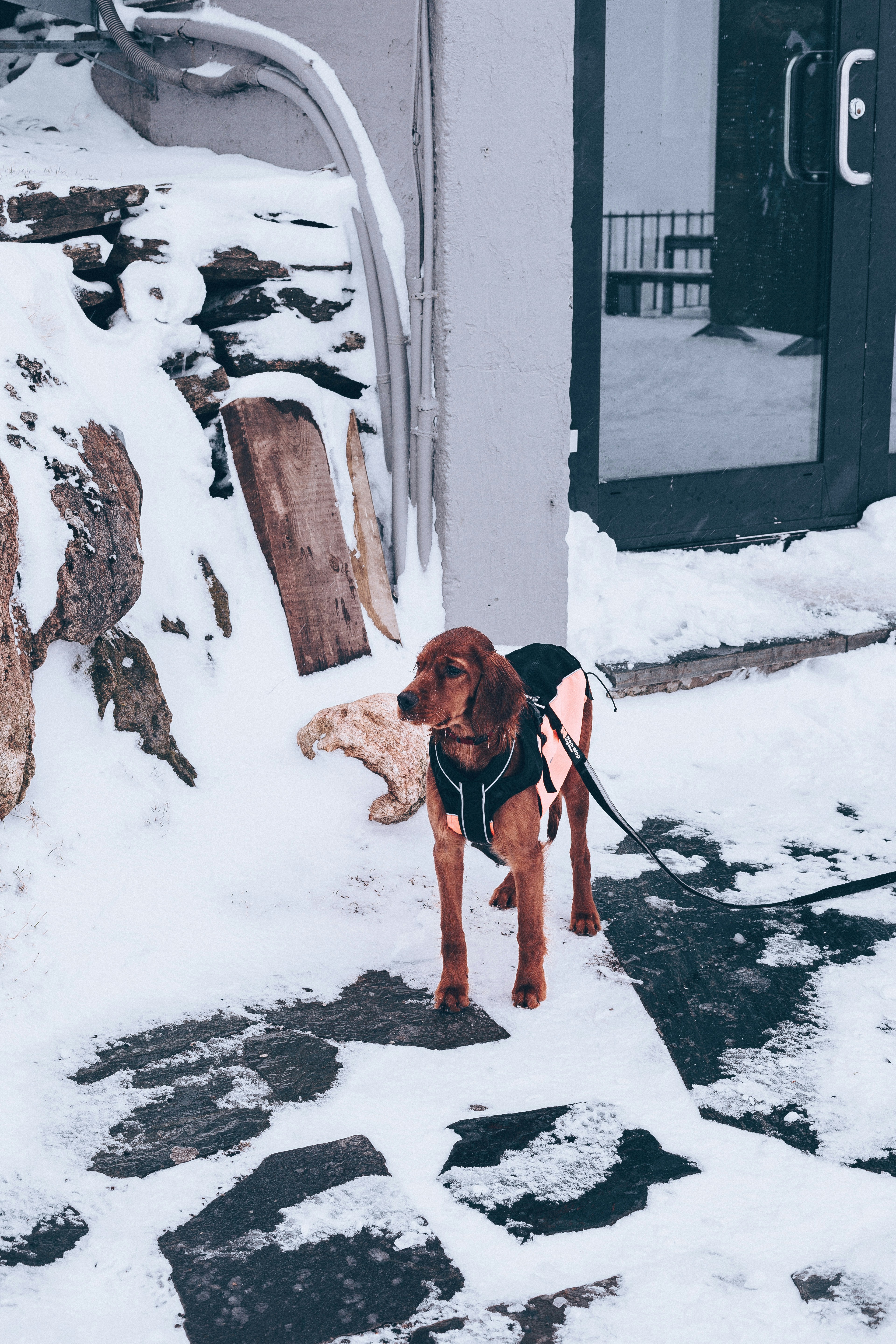 Red Hound Among Snow and Slate