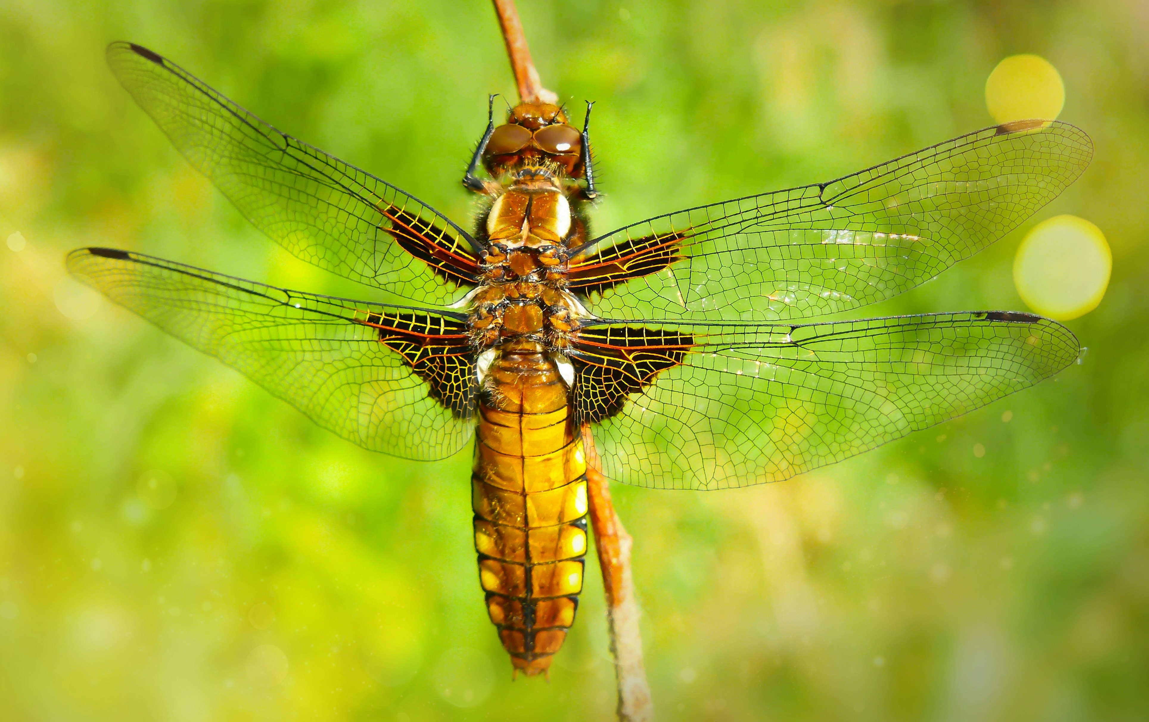 Libellule jaune photo – Photo Insecte Gratuite sur Unsplash