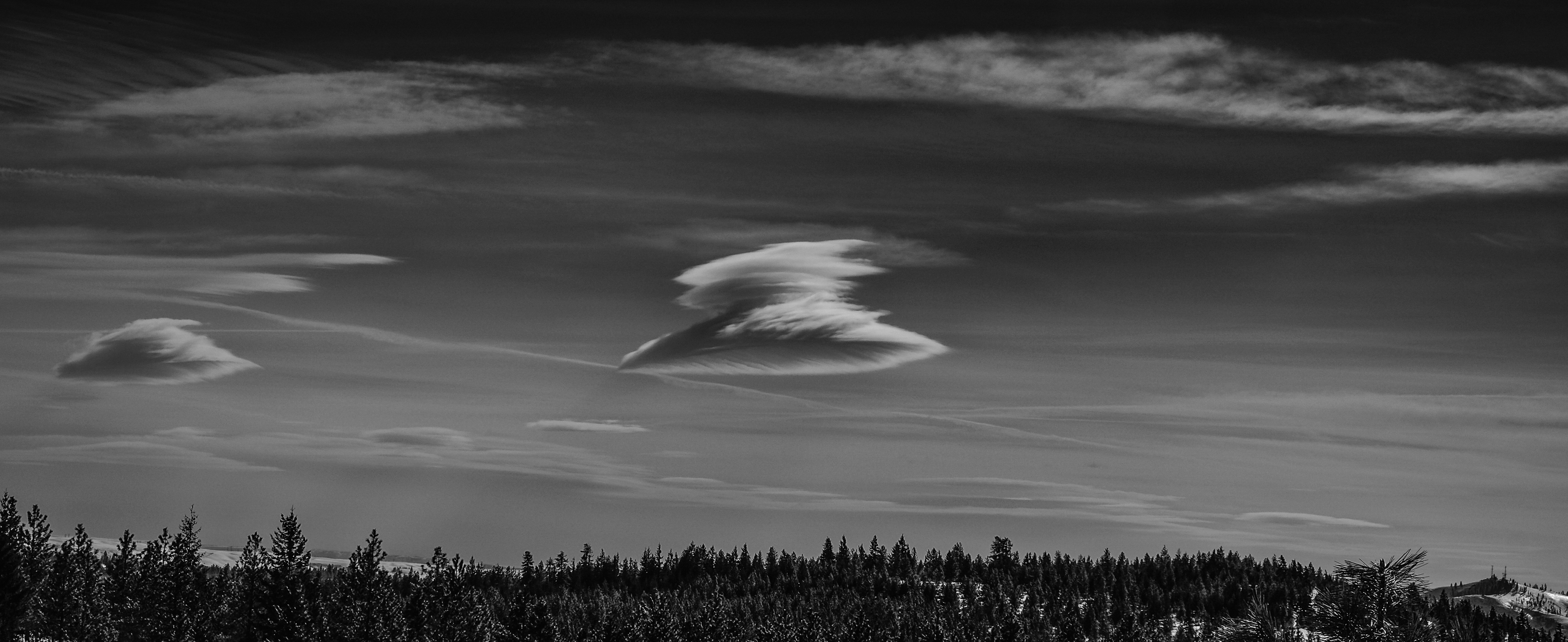 Monochrome Horizon: Cloud Sculptures Over a Quiet Pines Forest