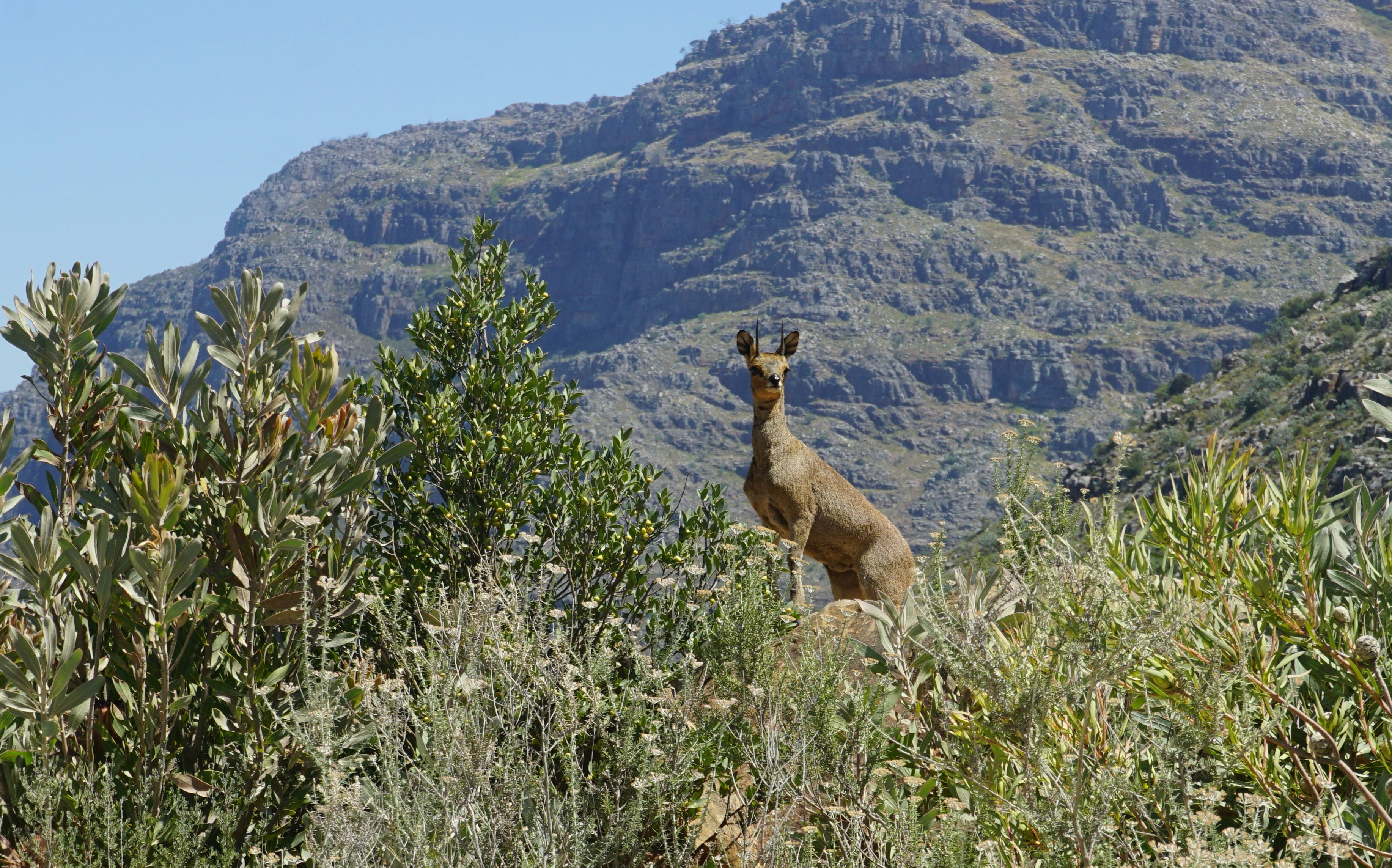 A kangaroo is standing in a field with mountains in the background ...