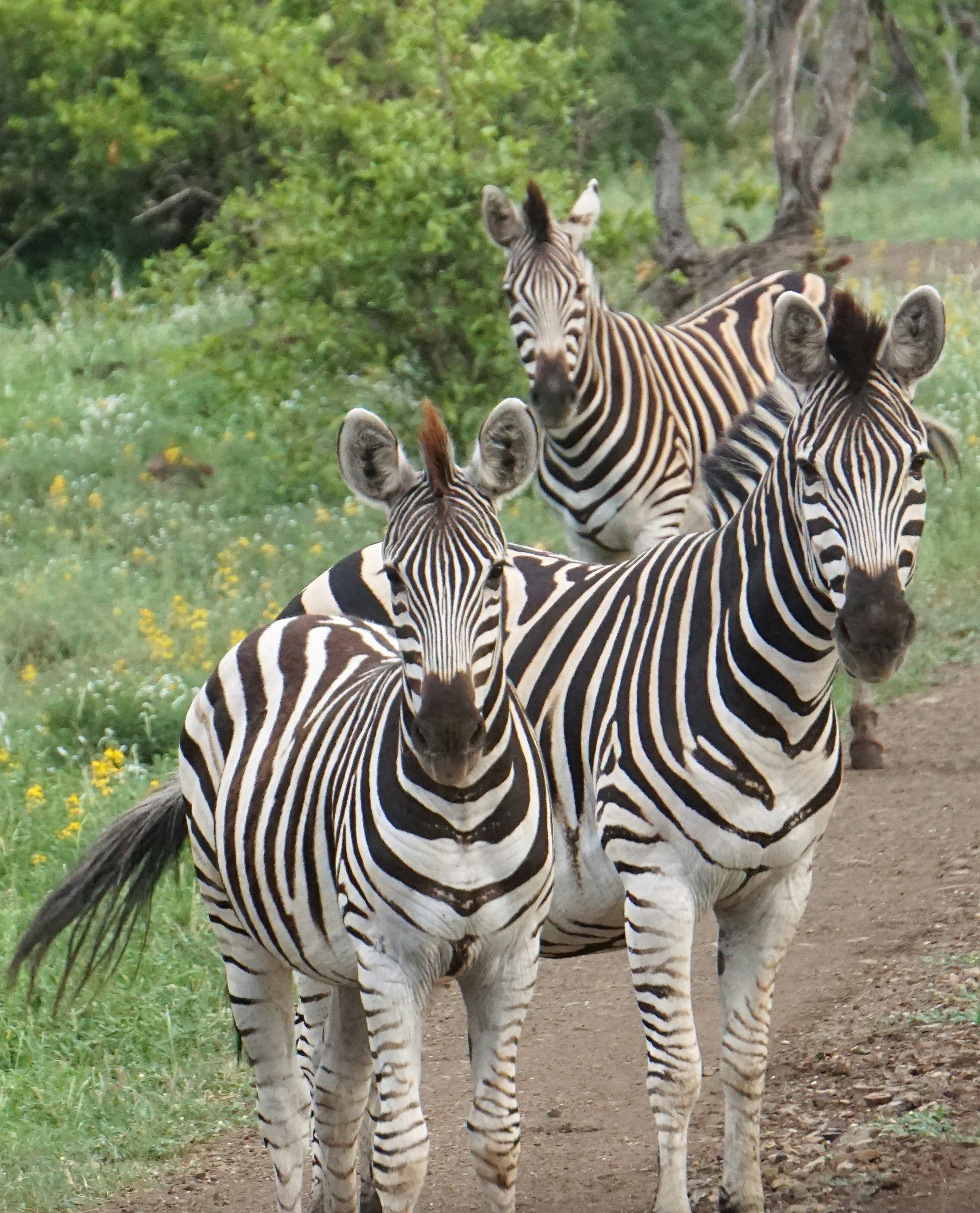 A trio of zebras standing closely together on a dirt path, surrounded by lush greenery and wildflowers.