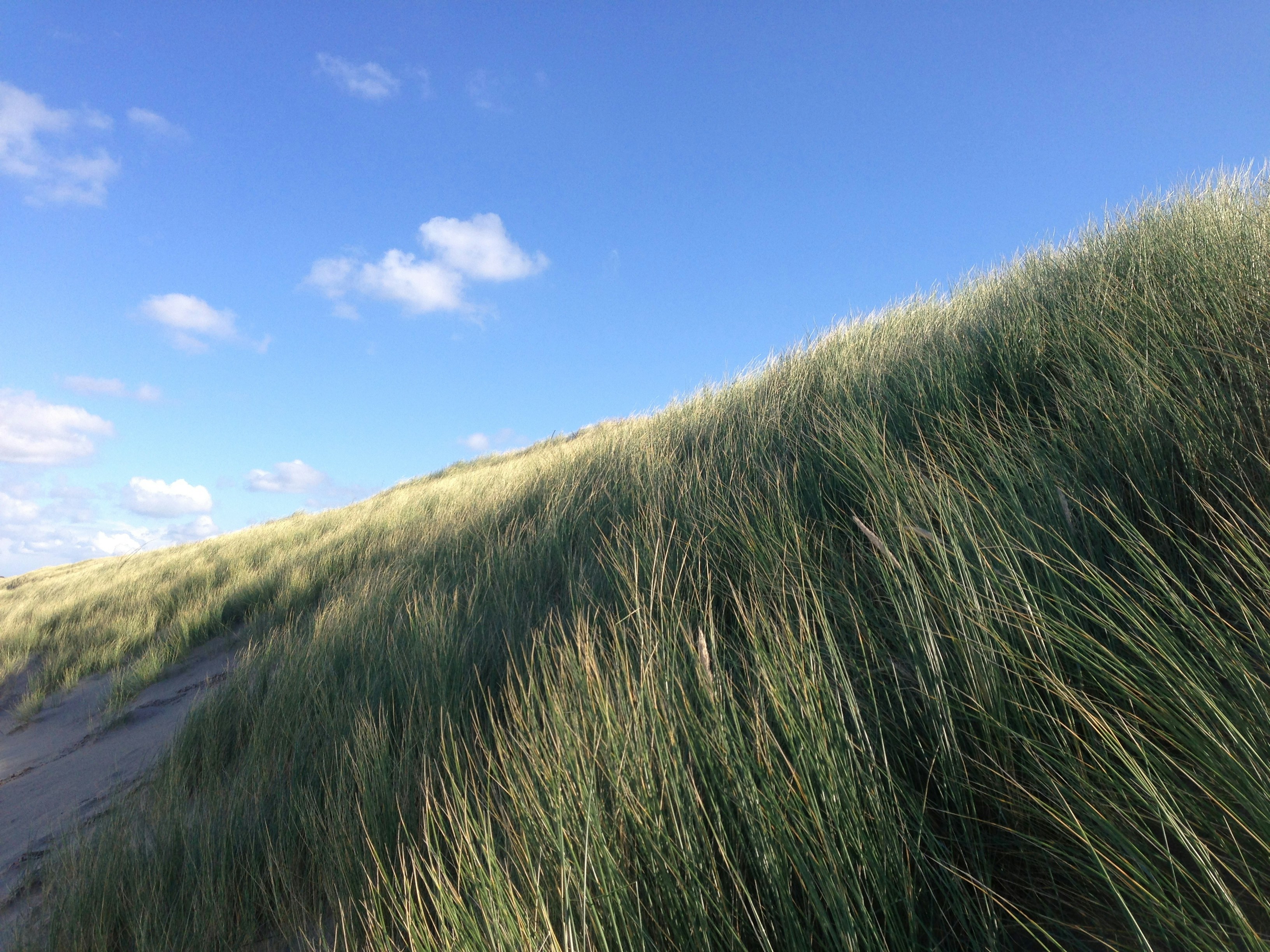 Diagonal Dune Crest: Windswept Grasses Against a Cerulean Sky