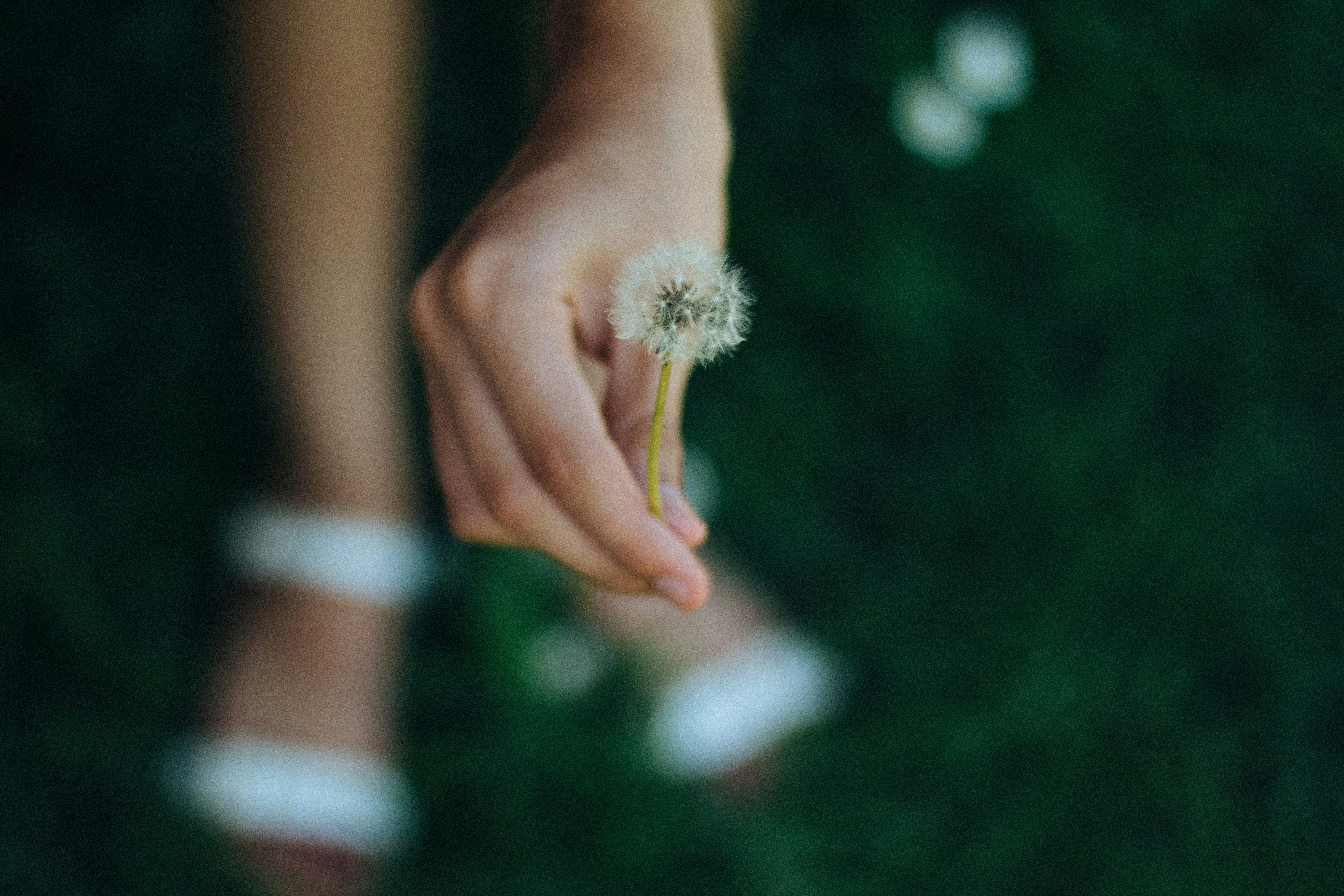 A person holding a dandelion in their hand photo – Free Flower Image on ...