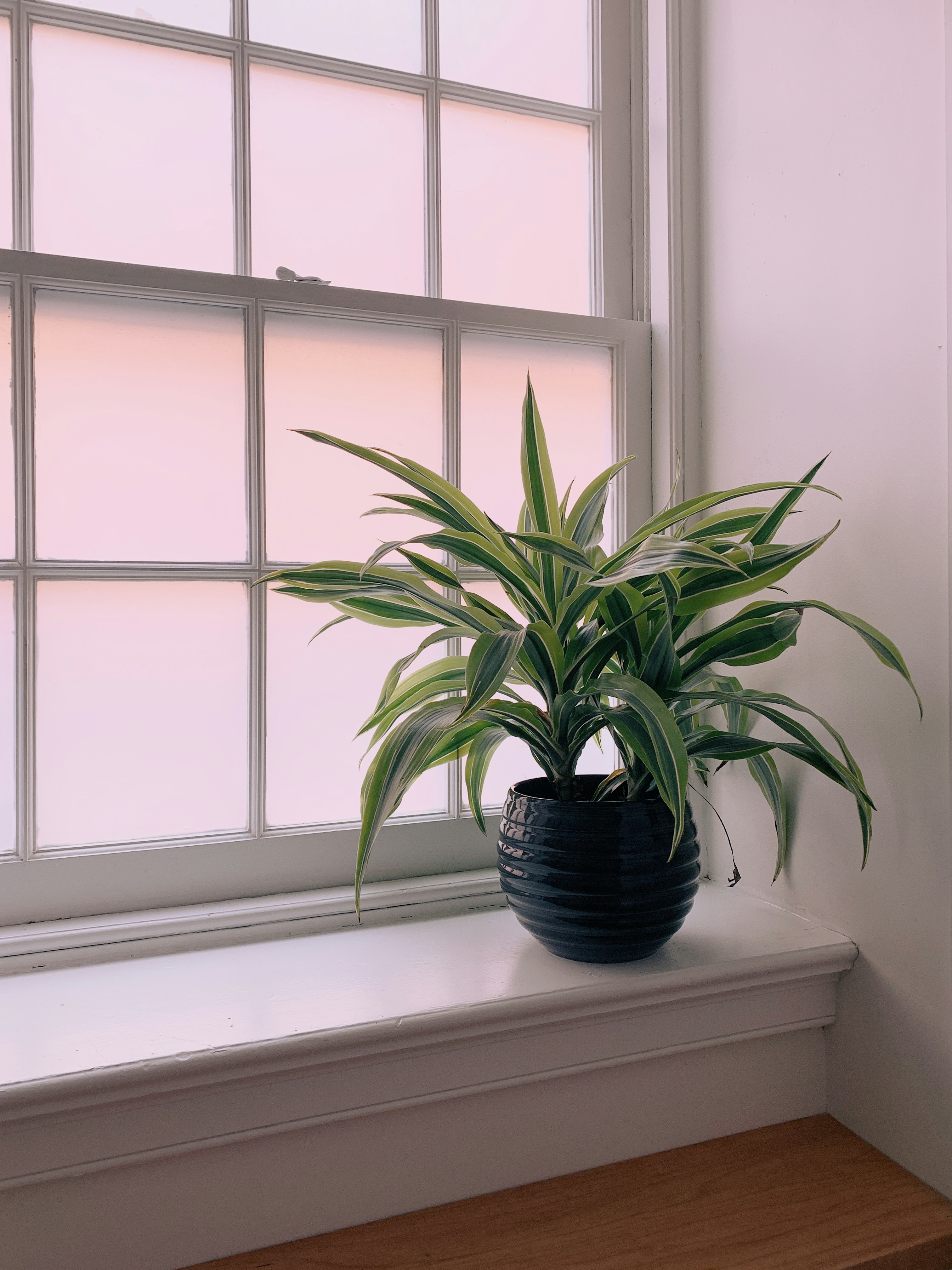 A vibrant potted plant sits on a windowsill, framed by soft pastel light filtering through the glass. The plant's lush leaves contrast beautifully with the window's subtle colors.