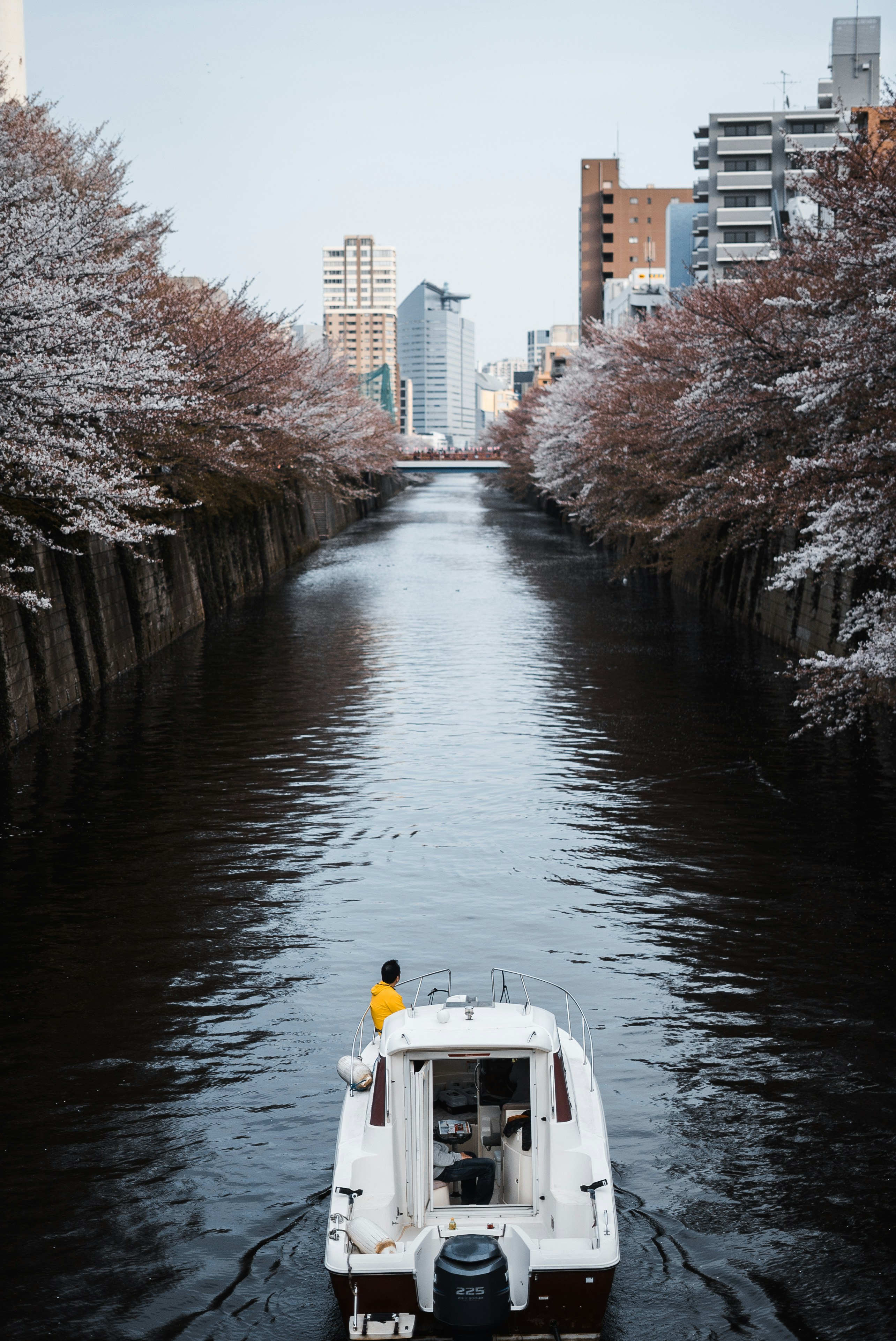A boat navigates a tranquil canal lined with blooming cherry trees, reflecting the city skyline in the calm waters.