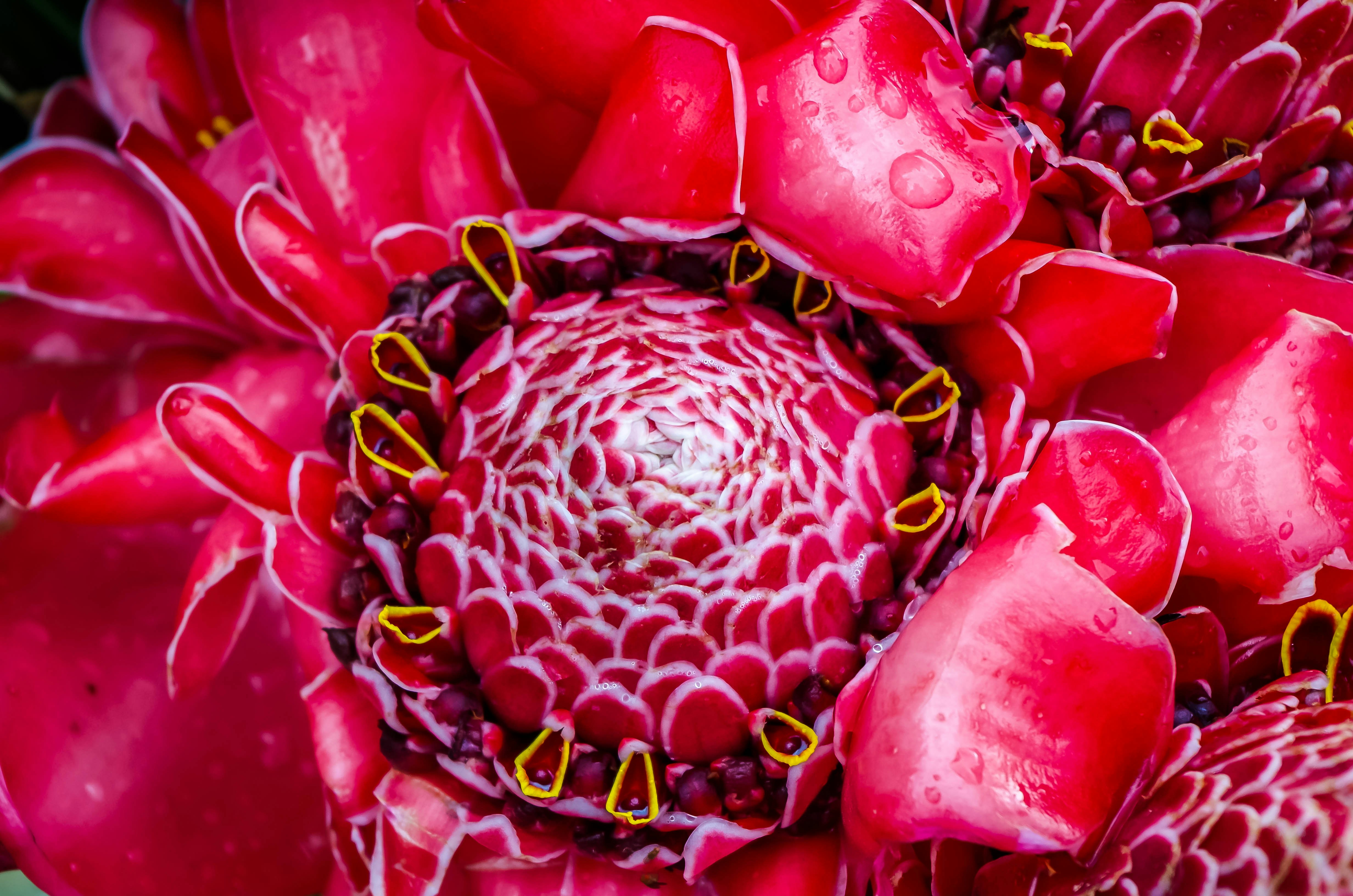 Crimson Rosette: Macro Portrait of a Dahlia's Geometric Core