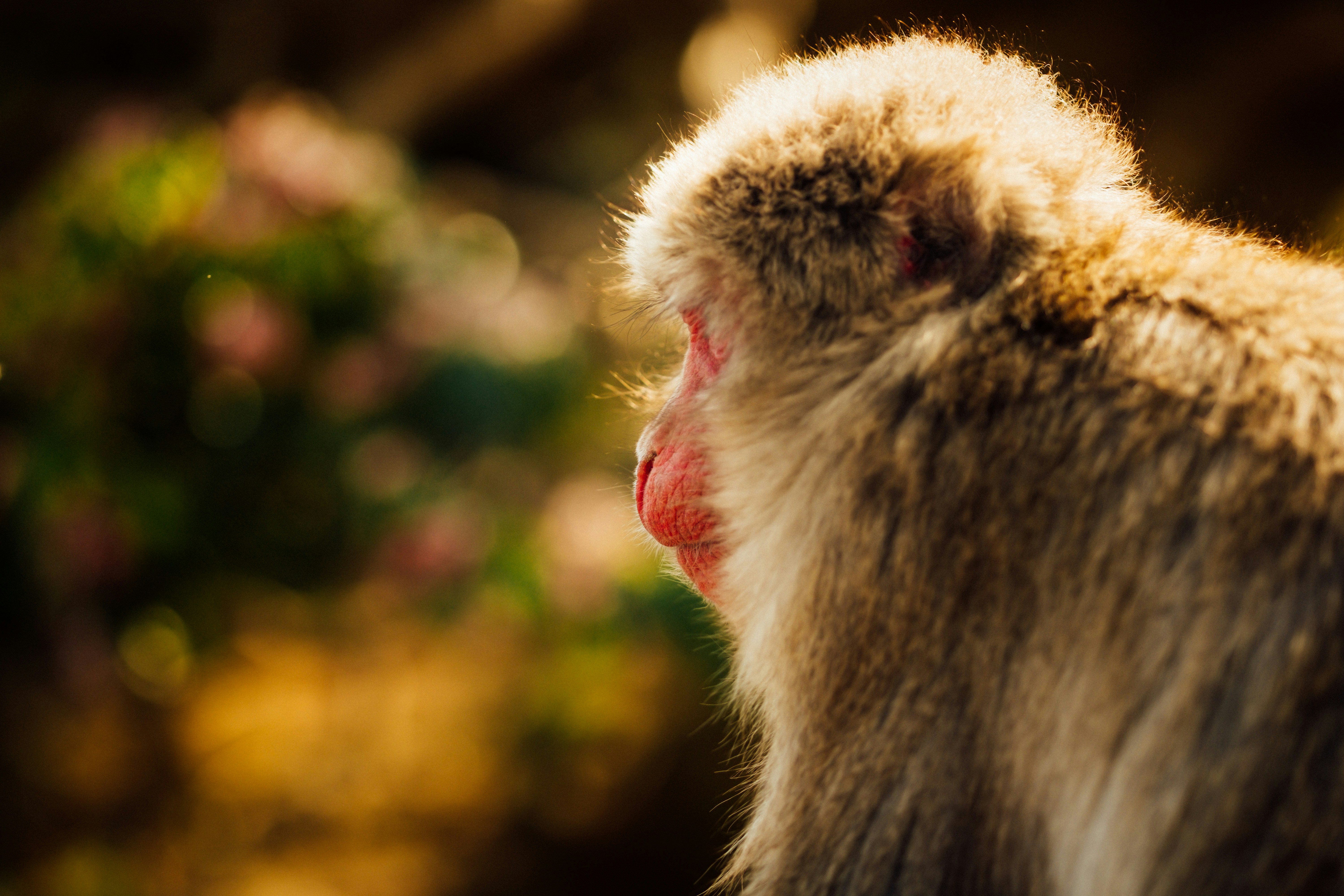 Amber Backlit Macaque Portrait in Soft Golden Blur