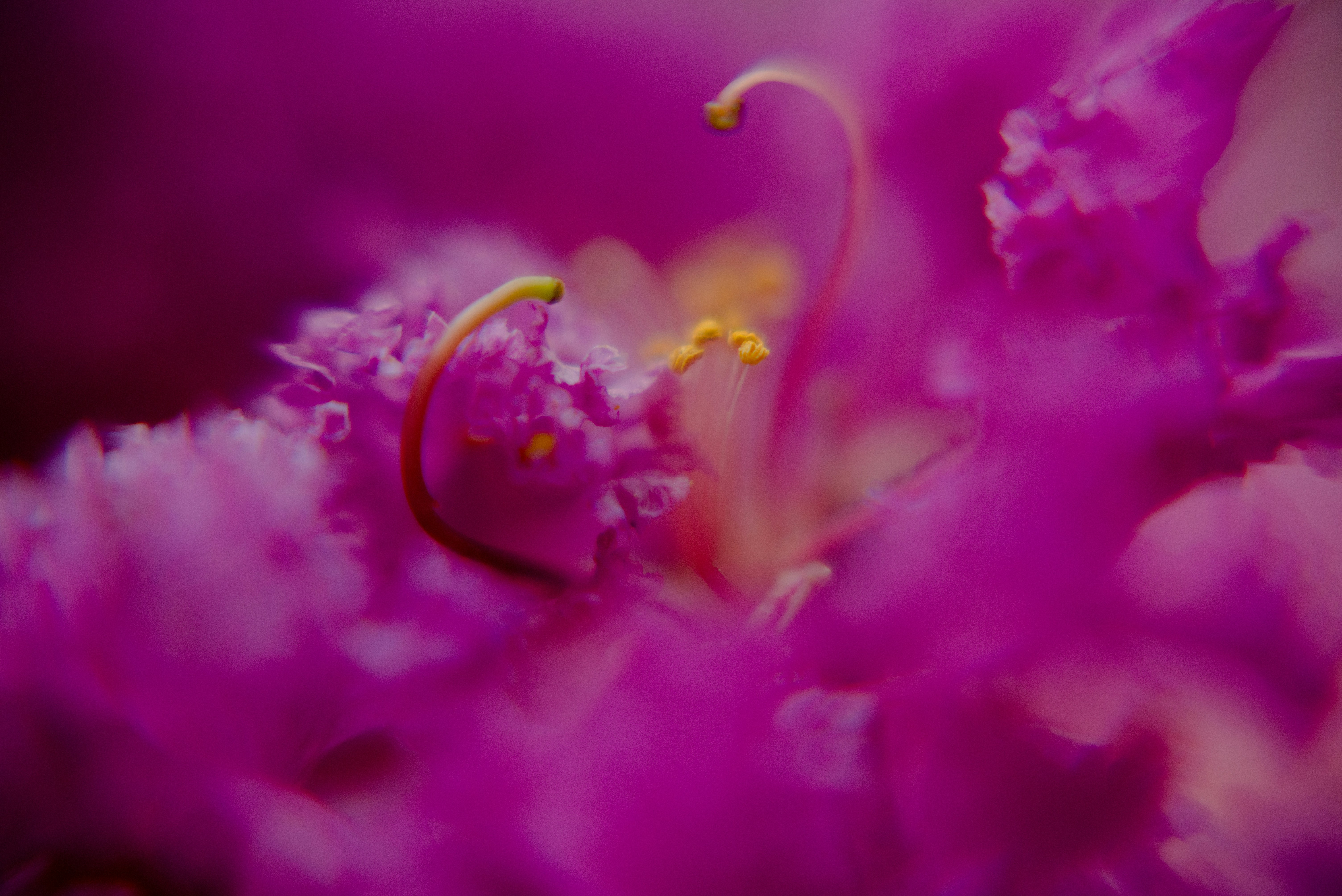 Close-up of Vibrant Pink Petals: The Flower’s Stamen in Soft Focus