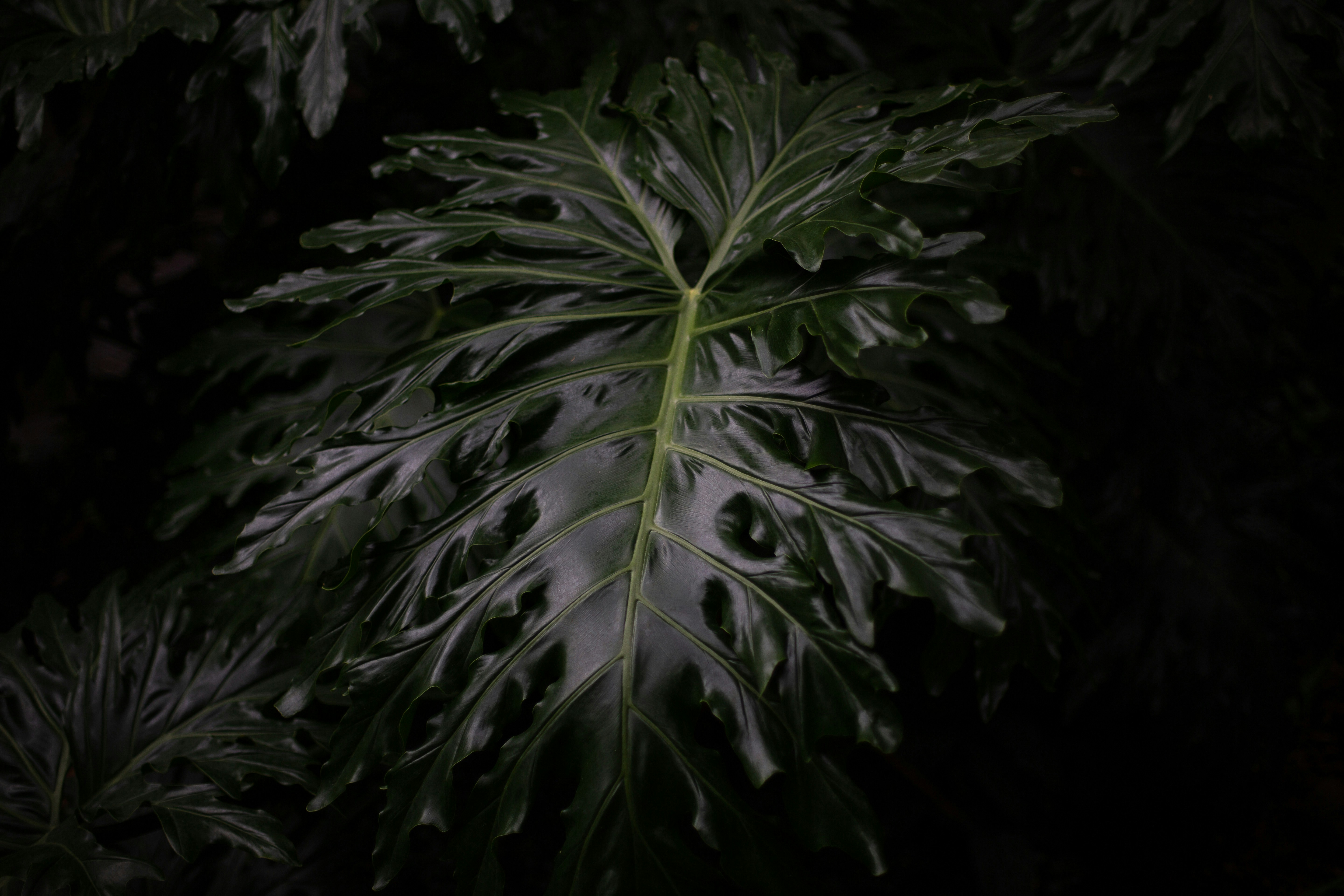 Lush green leaf with intricate veins illuminated against a dark background, showcasing its natural texture and detail.