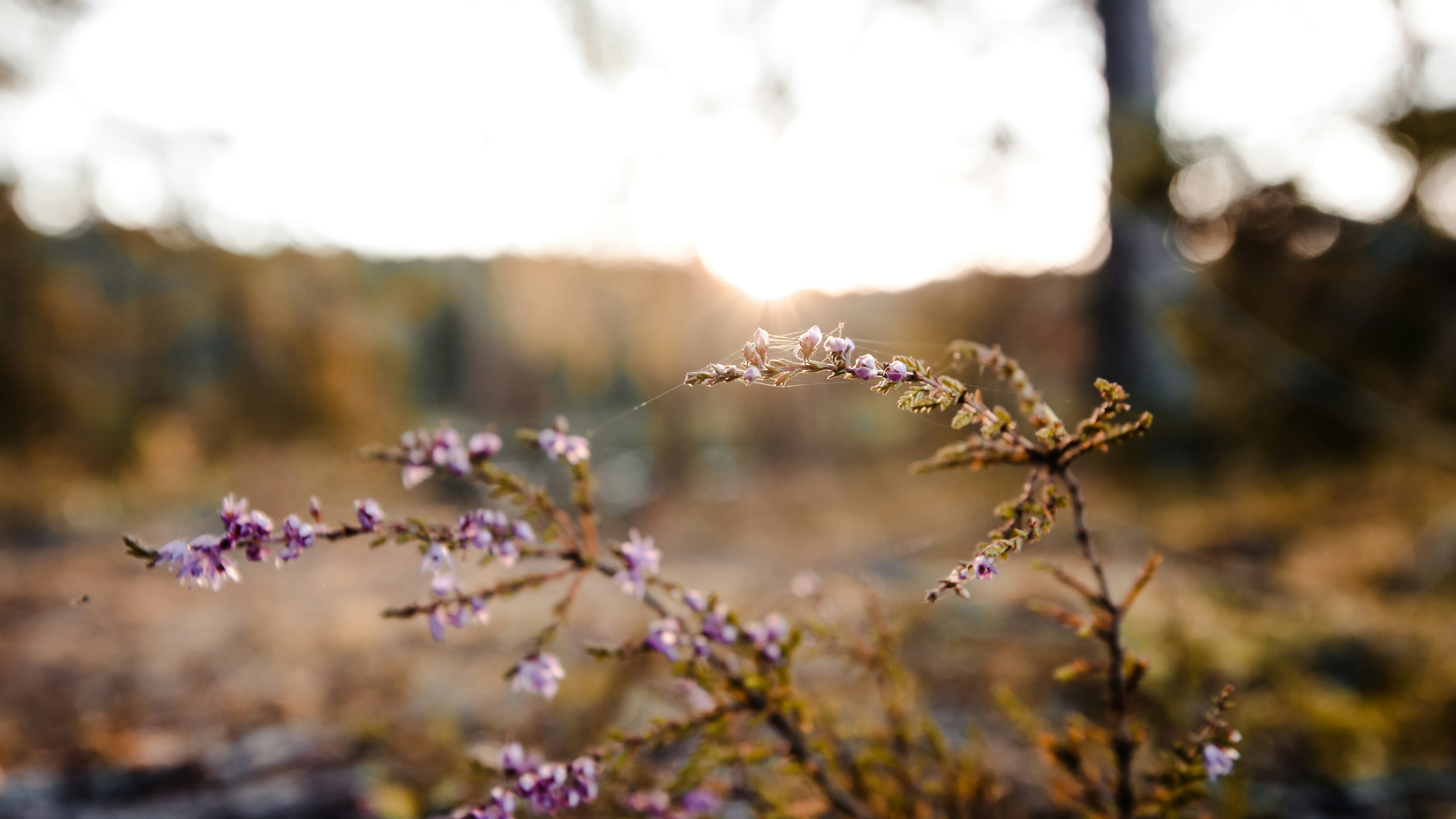 Golden Hour Lilac: Close-Up of Backlit Blossoms