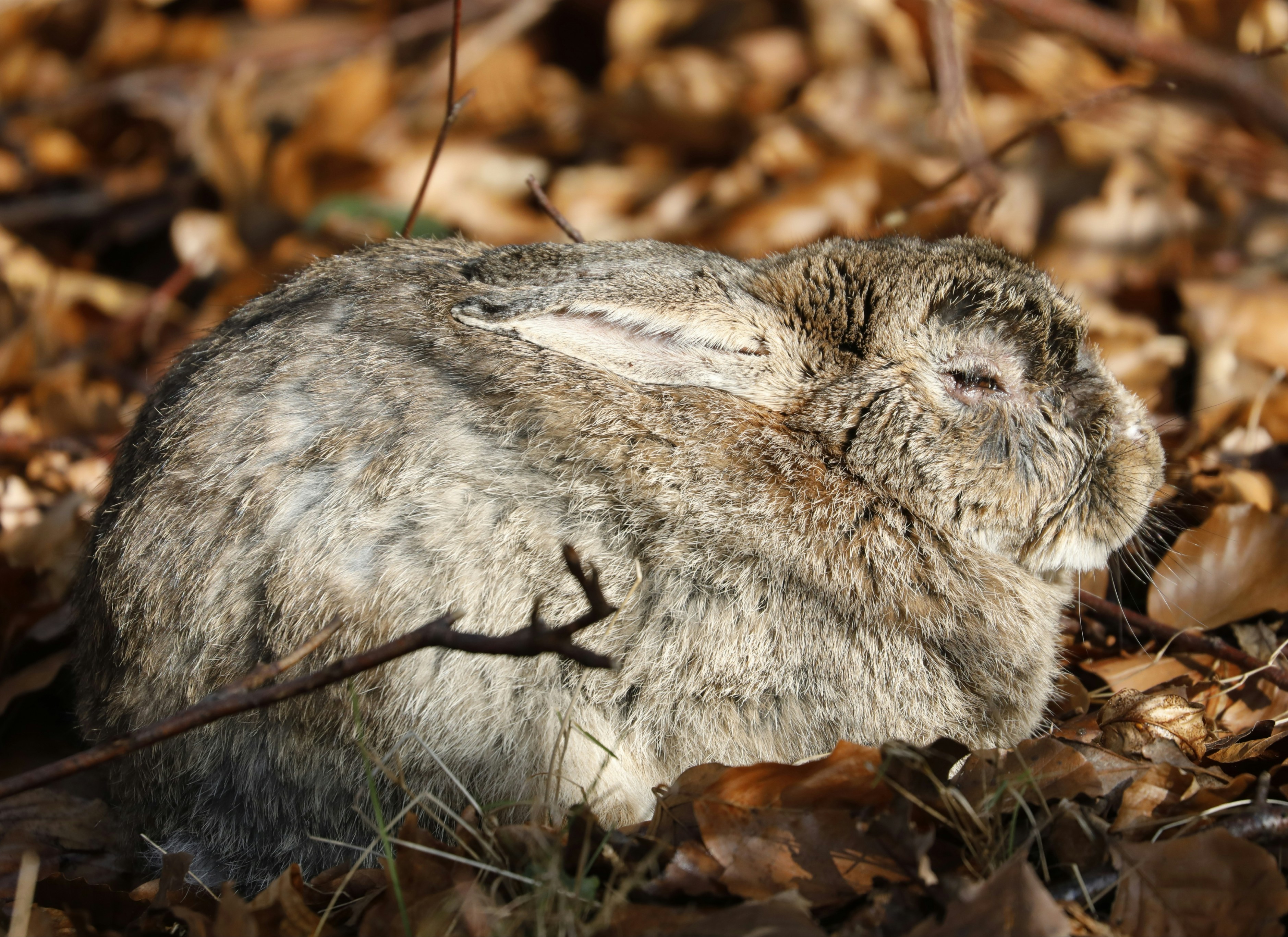 A brown rabbit nestled among fallen leaves, showcasing its natural camouflage in a sunlit forest setting.