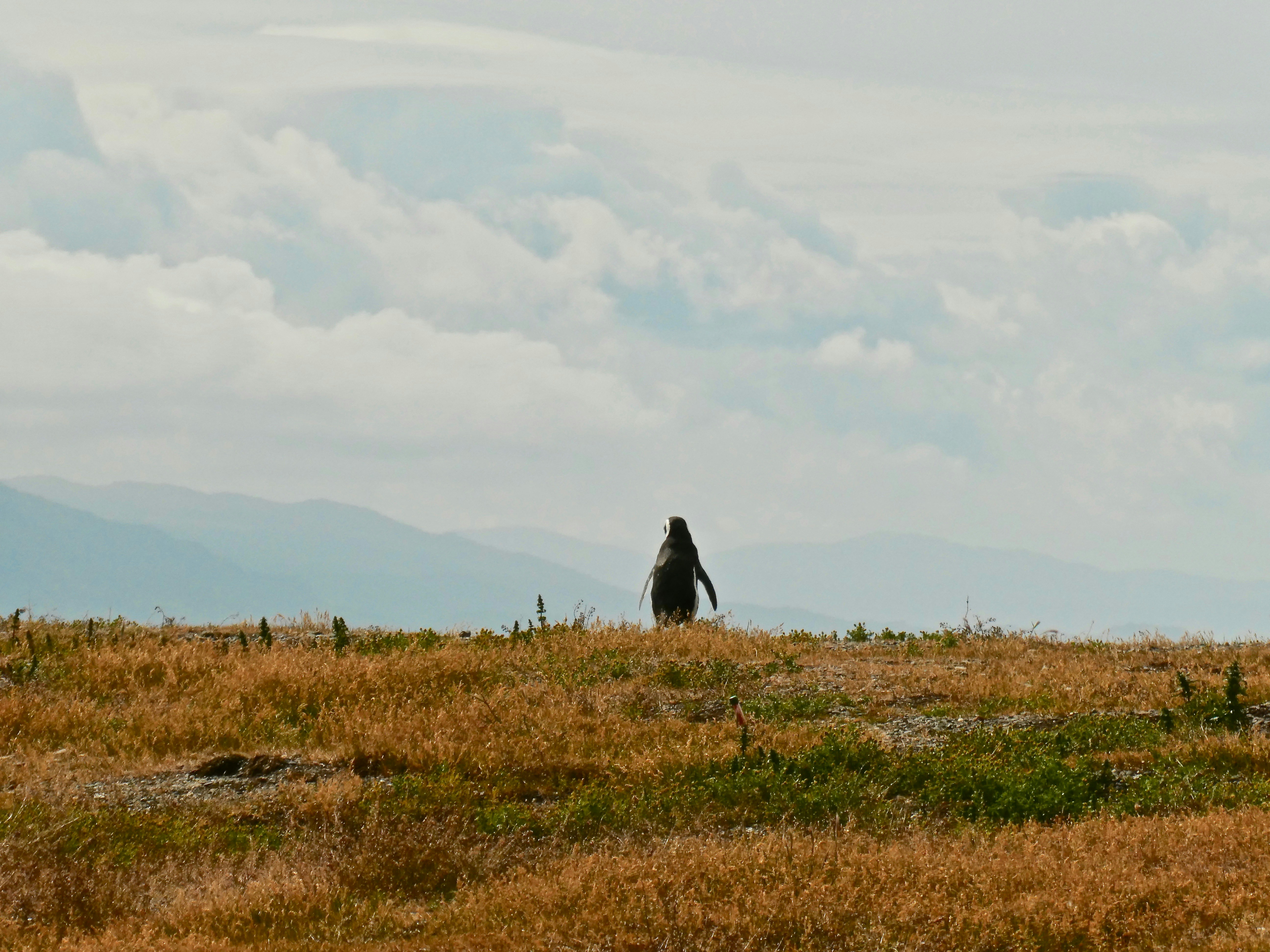 A lone penguin stands on a grassy knoll, silhouetted against a cloudy backdrop of distant mountains.