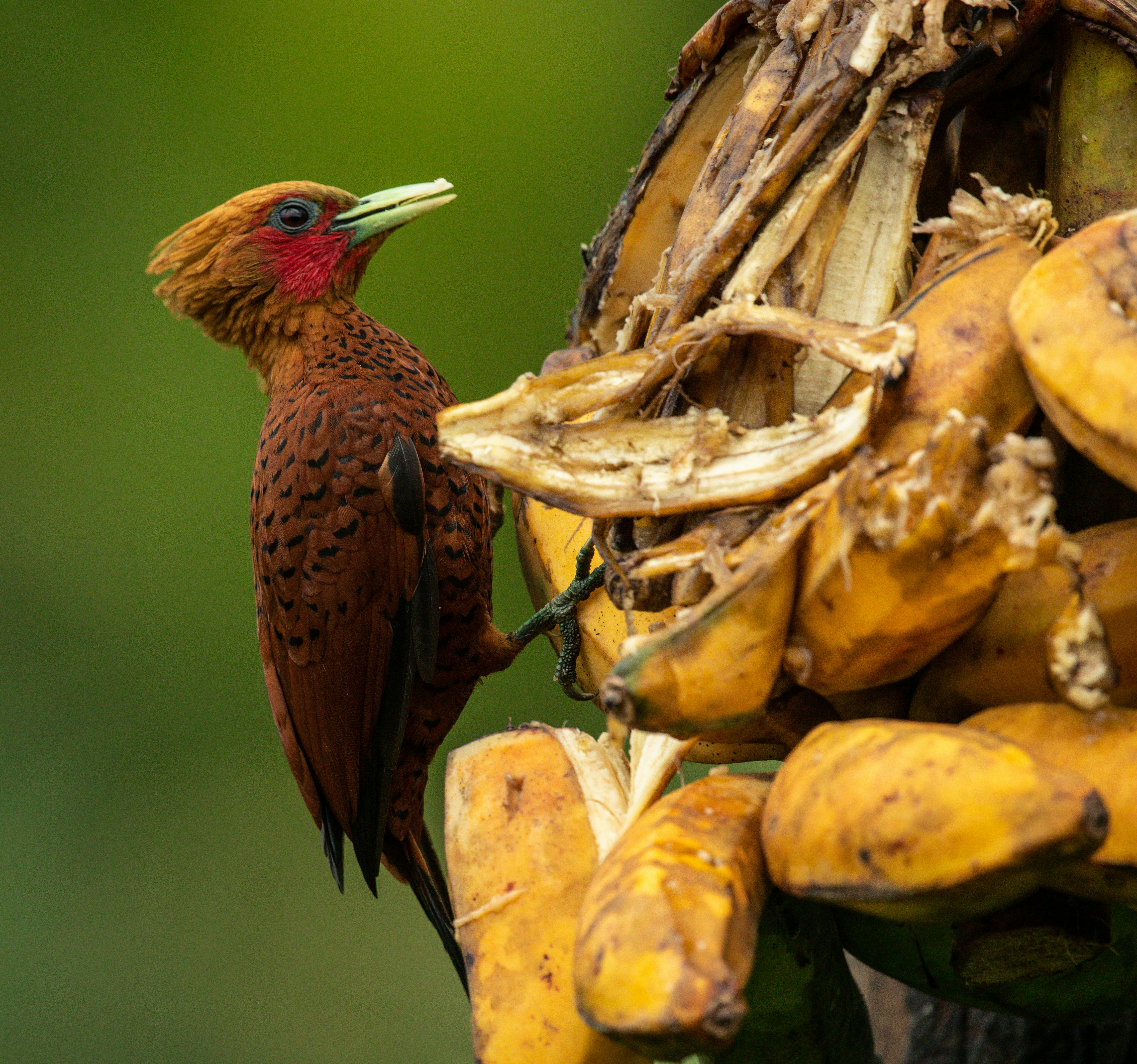 Crimson-Bearded Woodpecker at the Banana Cluster