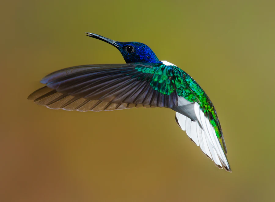 White-necked jacobin | flying blue and green hummingbird