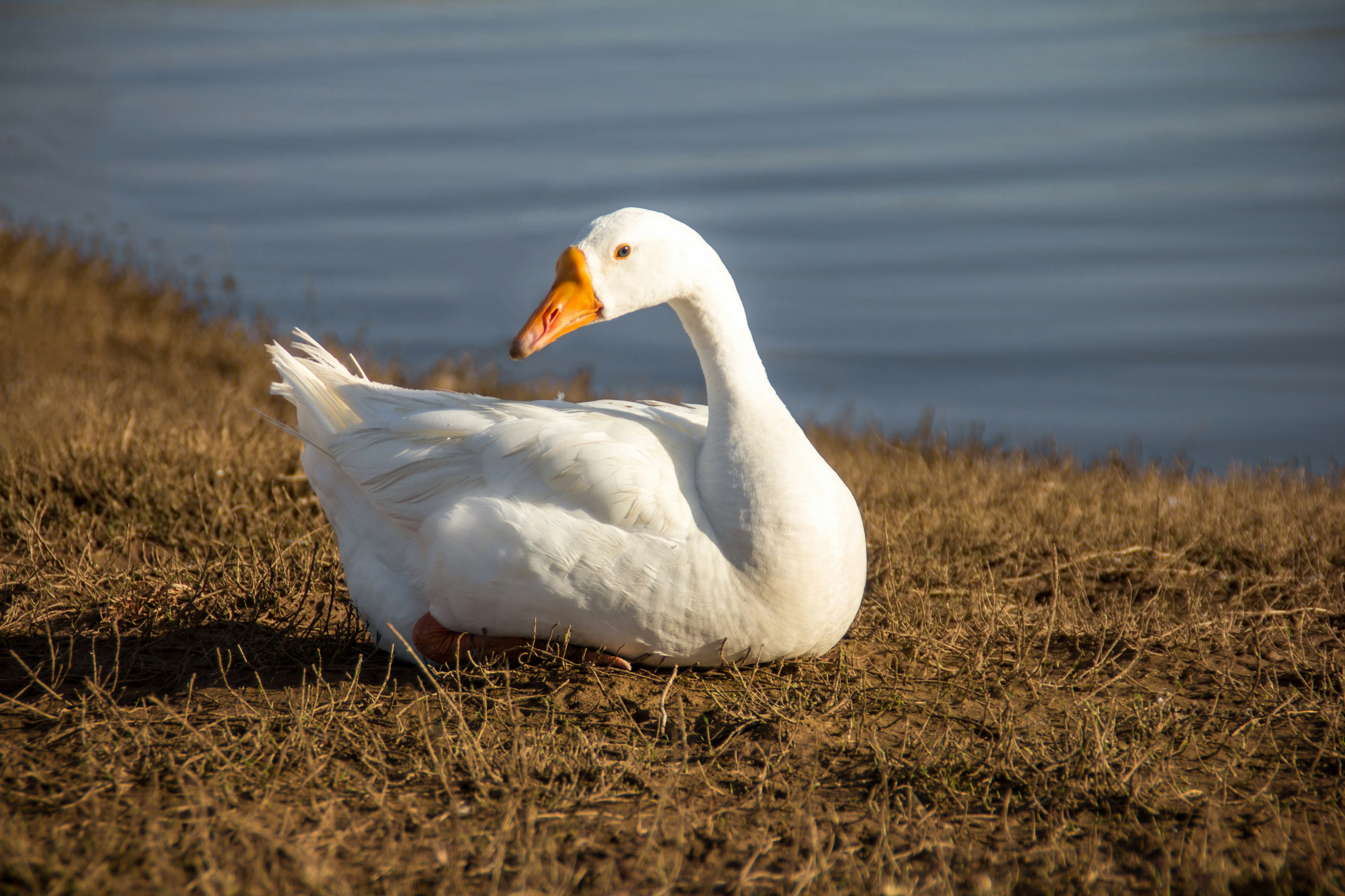 A white goose resting on dry grass by the water's edge, basking in the sunlight.