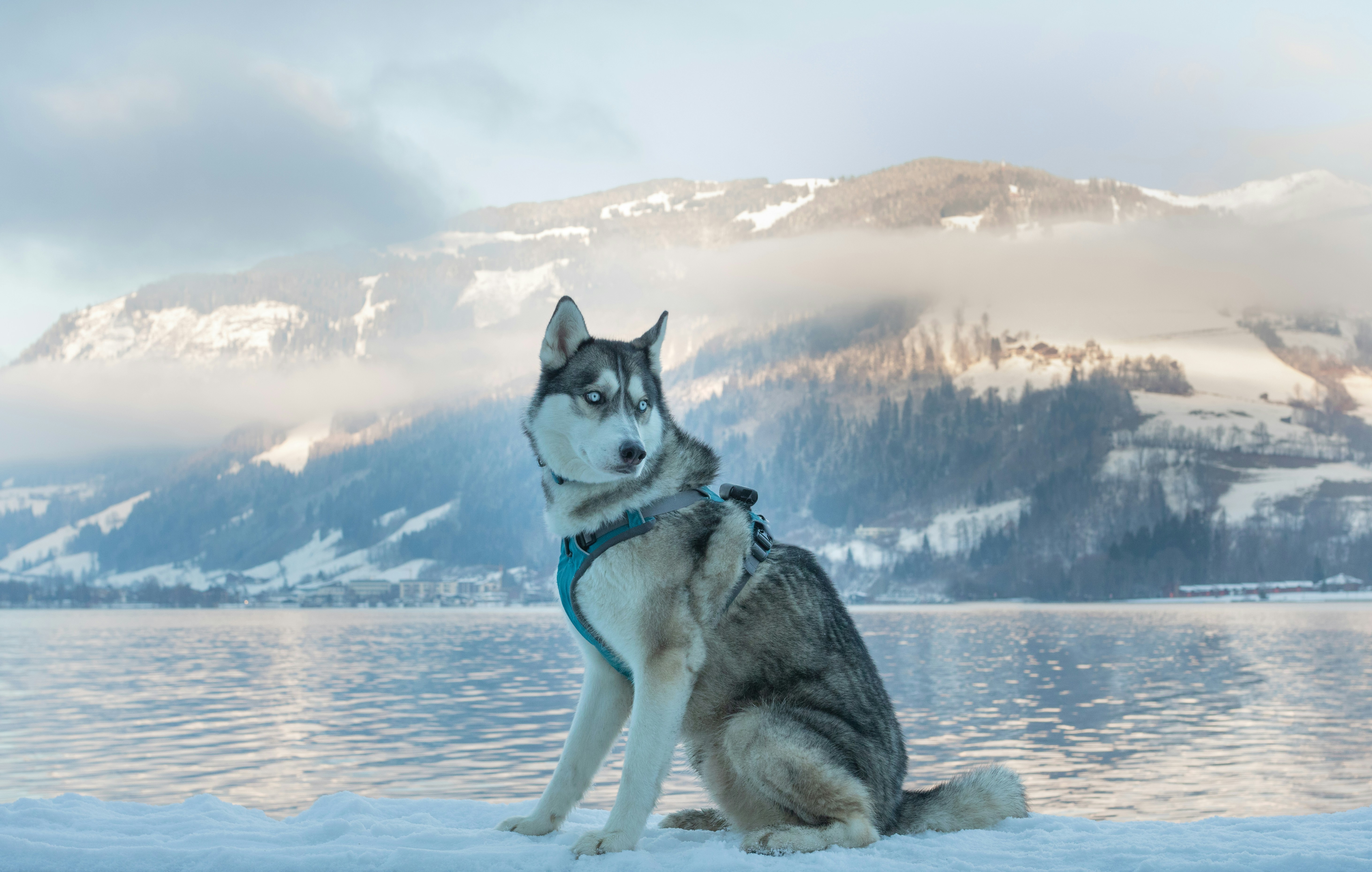 750+ Husky 4K Pictures [HD] | Download Free Images on Unsplash