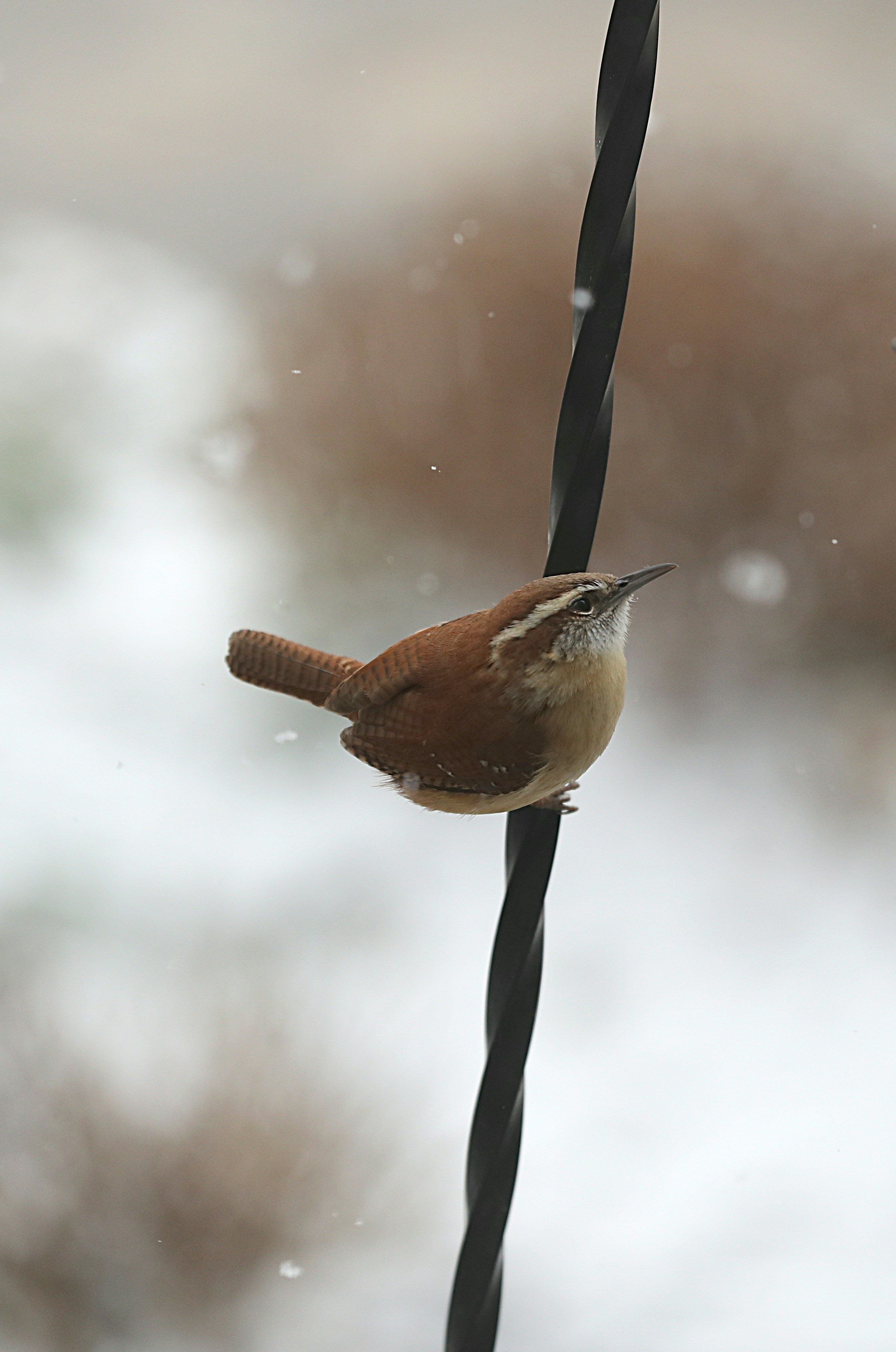 This Carolina Wren was perched on the pole waiting for a turn at the bird feeder. | bird perching on wire