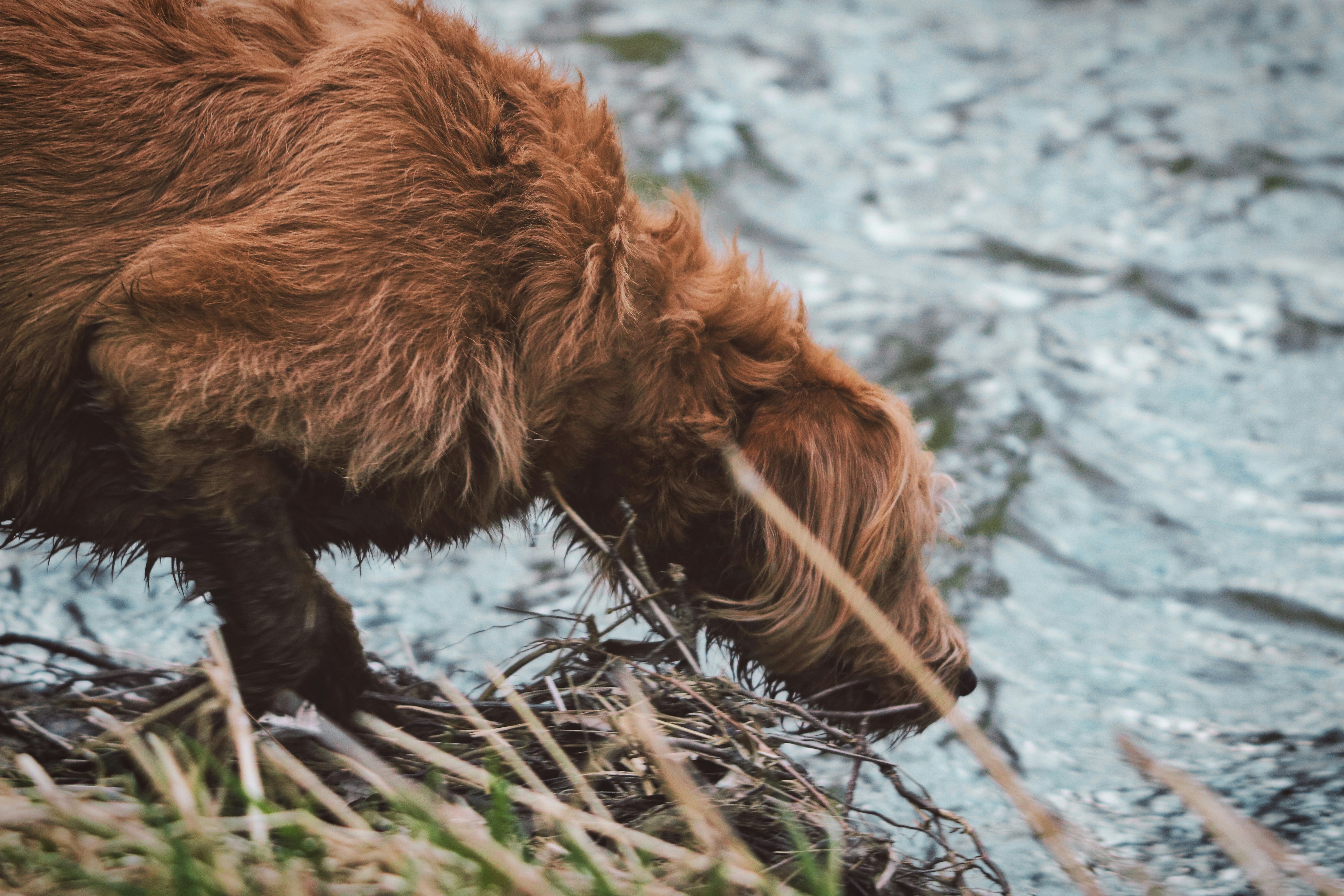 Copper-coated Hound Probes the Brook's Quiet Edge