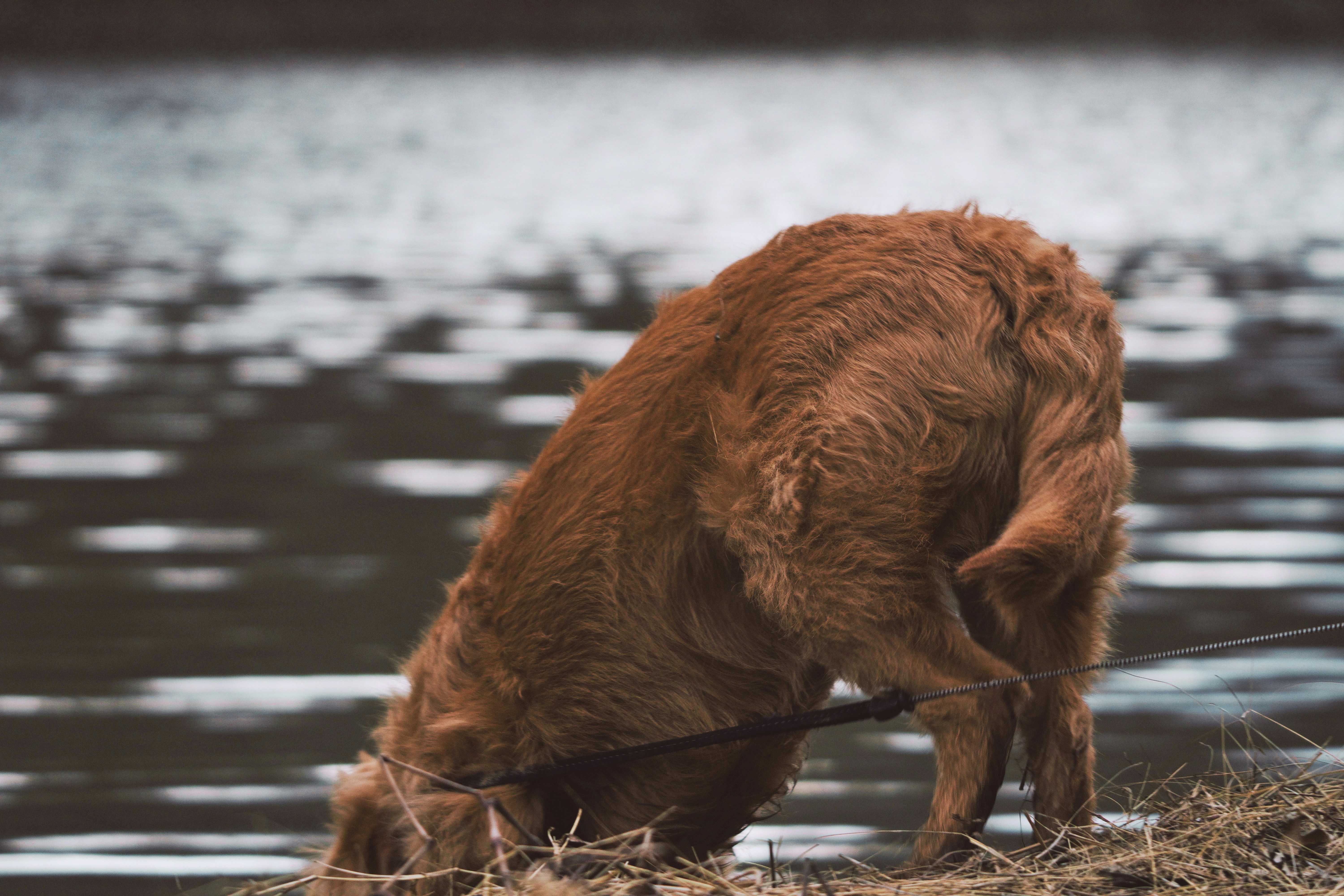 Copper Retriever at the Riverbank, Leaning Toward the Quiet Surface