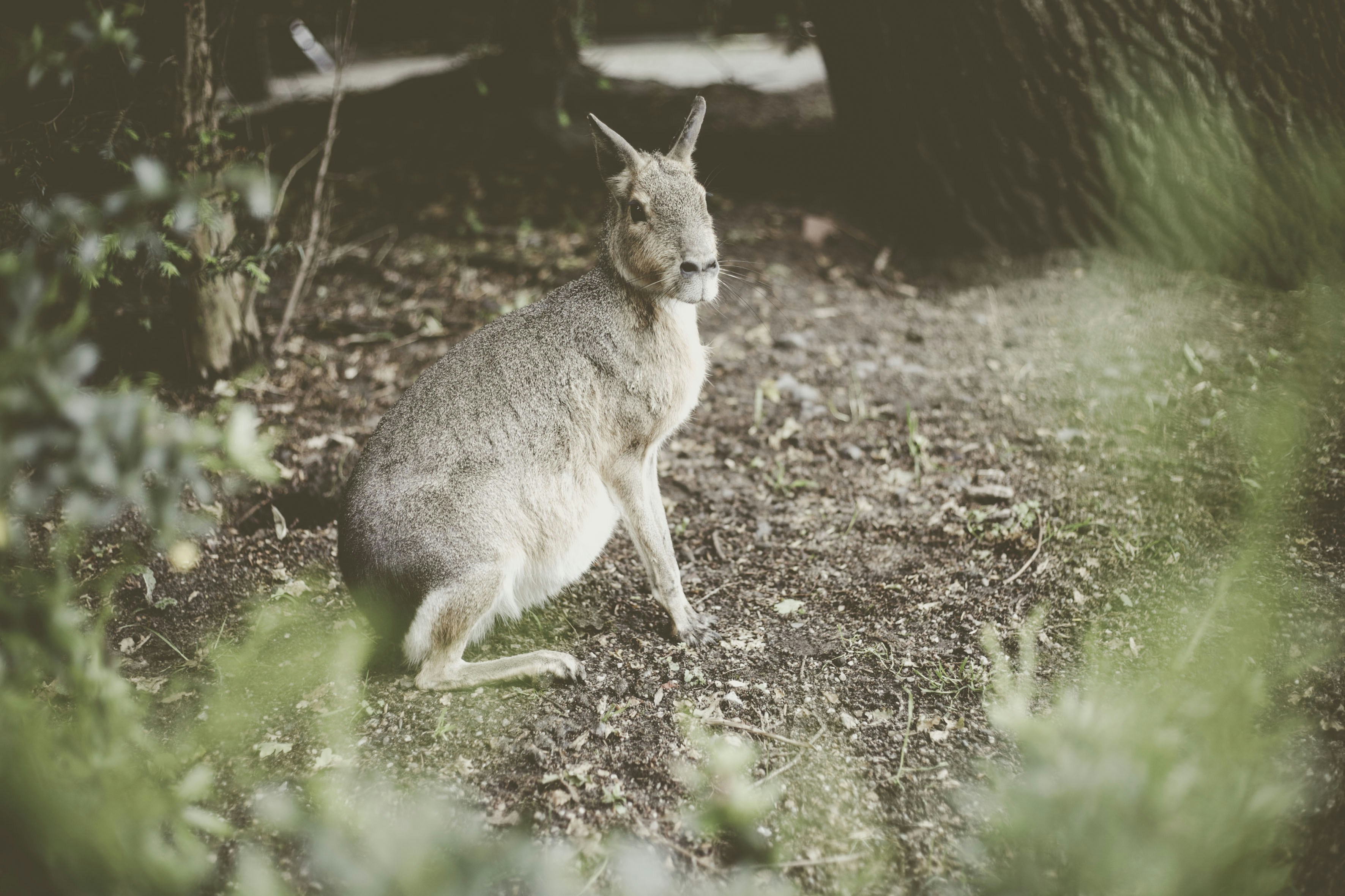 A solitary mara resting on the forest floor, surrounded by lush greenery and dappled light. The animal's calm demeanor adds to the tranquil atmosphere.