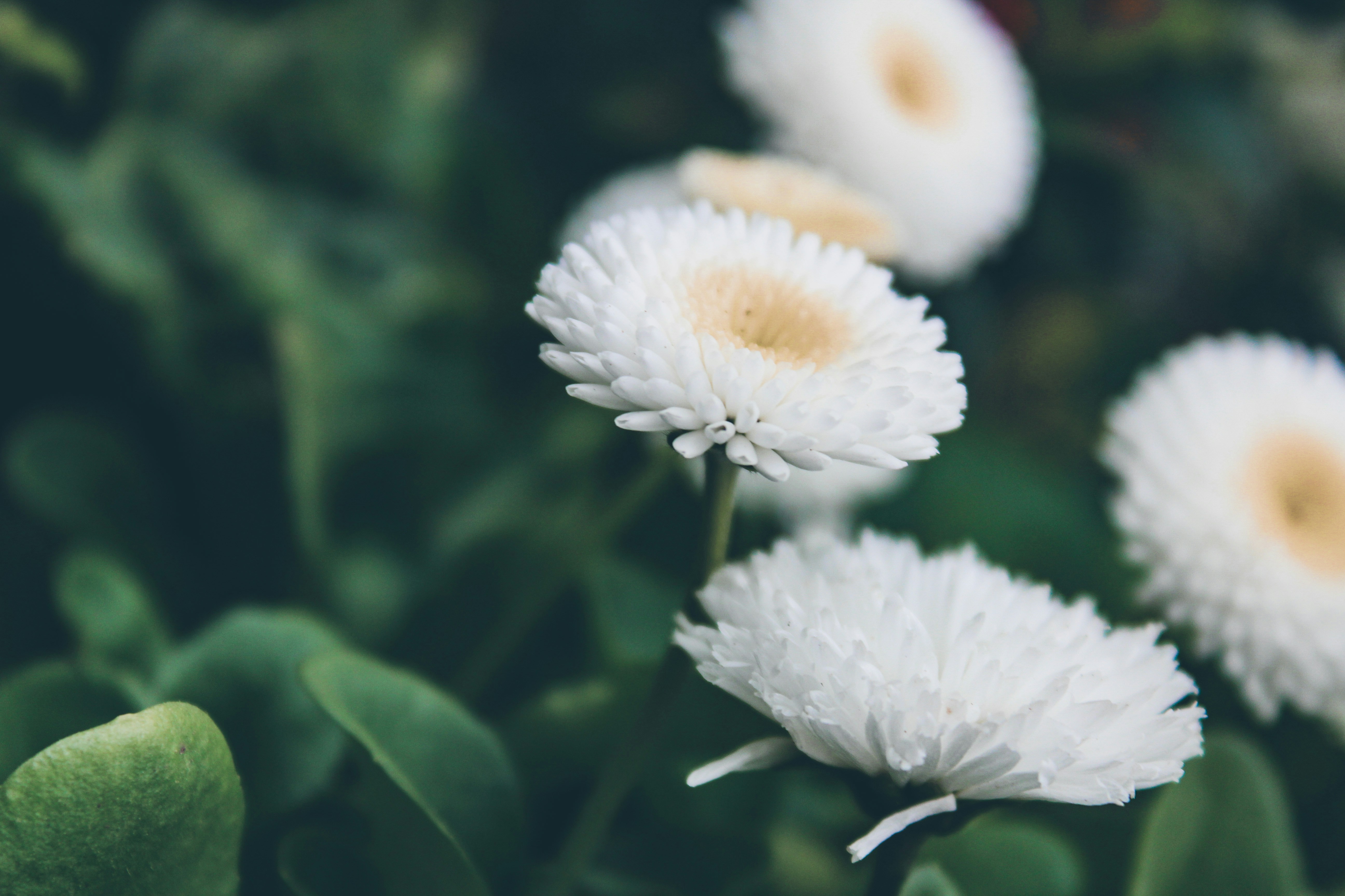 Delicate white daisies bloom amidst lush green foliage, showcasing intricate petal details and soft textures.
