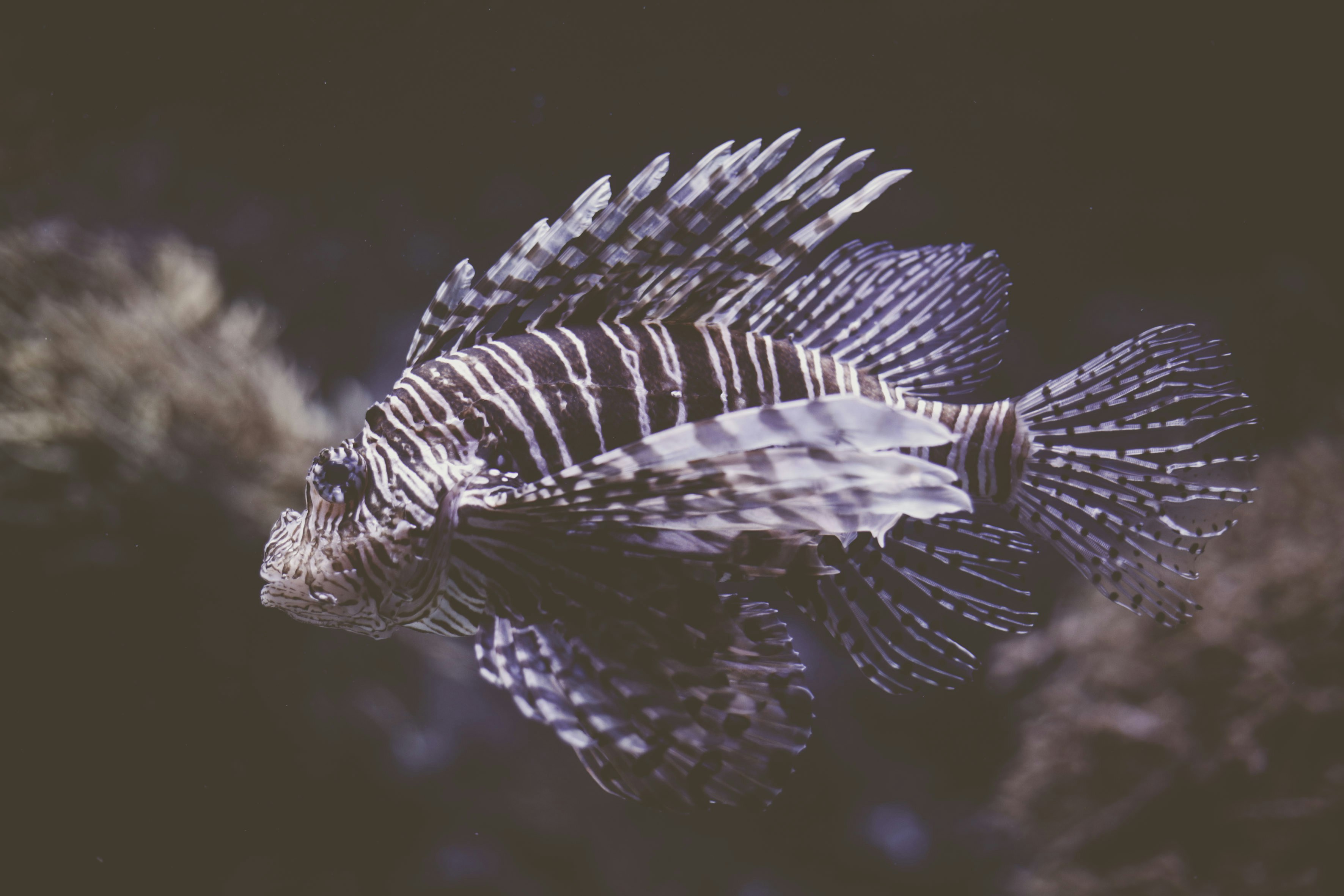 White and black lionfish photo – Free Grey Image on Unsplash