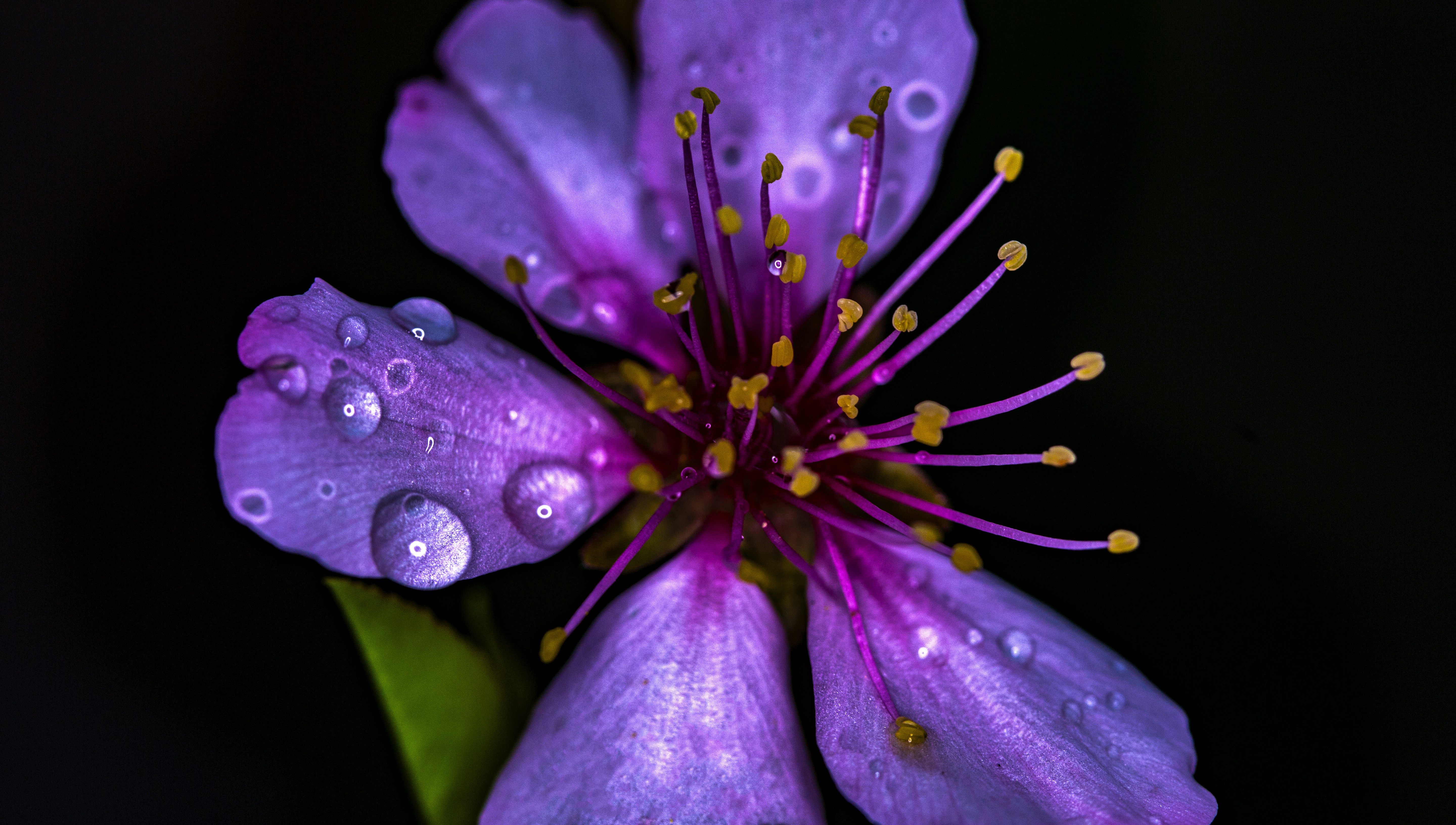 Dew-kissed Lavender Bloom: A Close-Up of Violet Petals and Stamen
