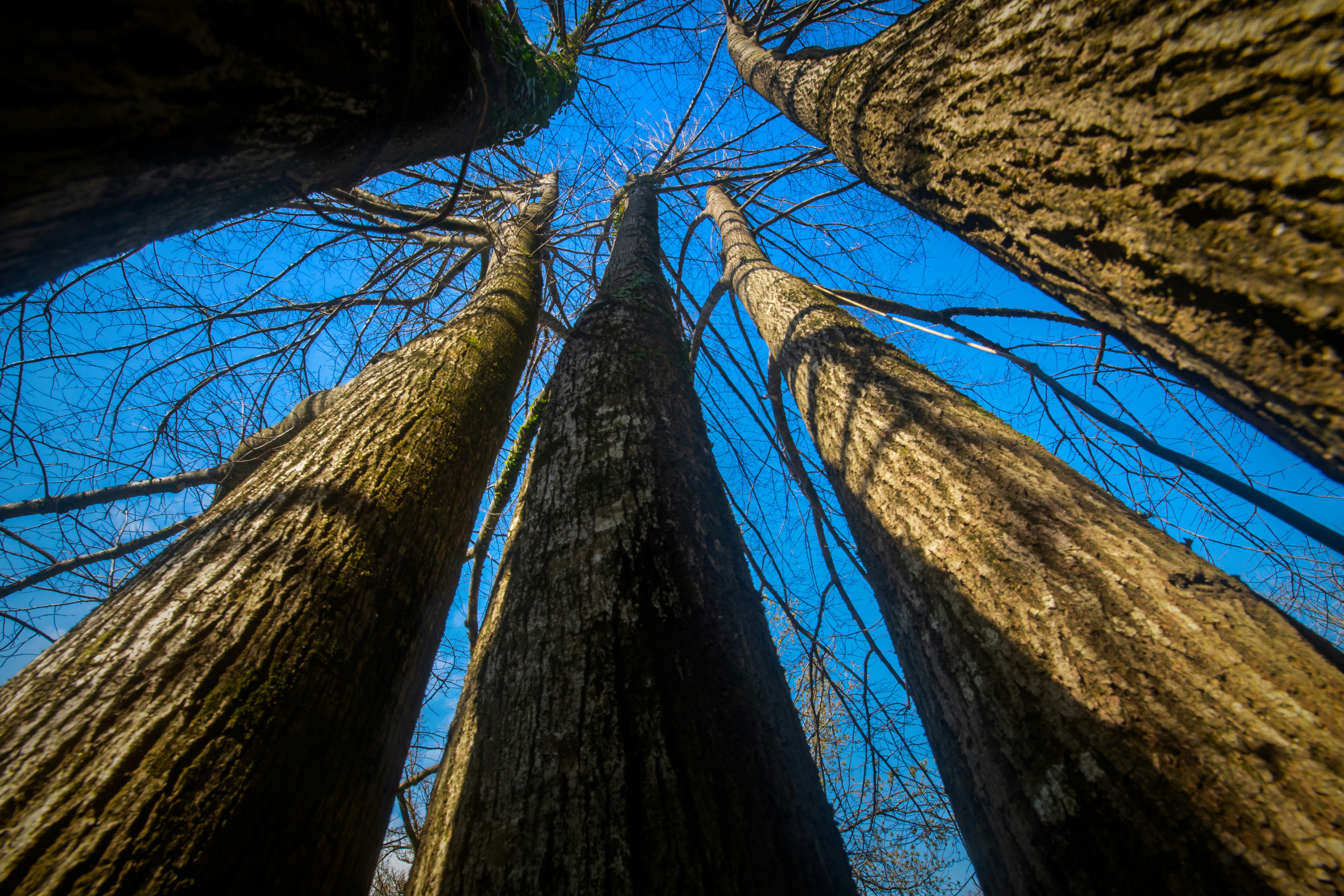 Rooted Towers: Ground-Up Gaze at Skyward Trunks Against a Brilliant Blue Sky