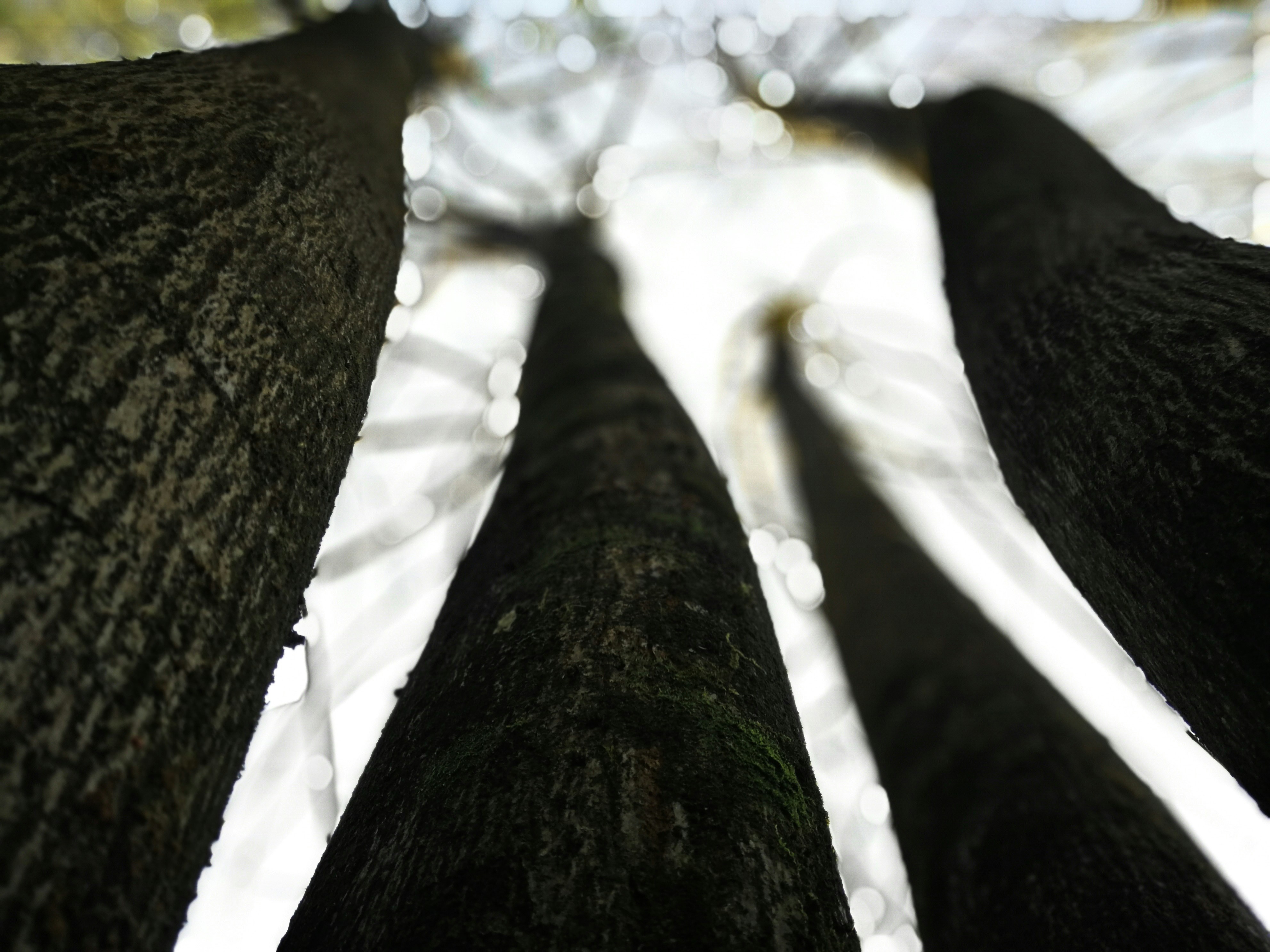 Upward Gaze: A Trunk Corridor Reaching Toward Light