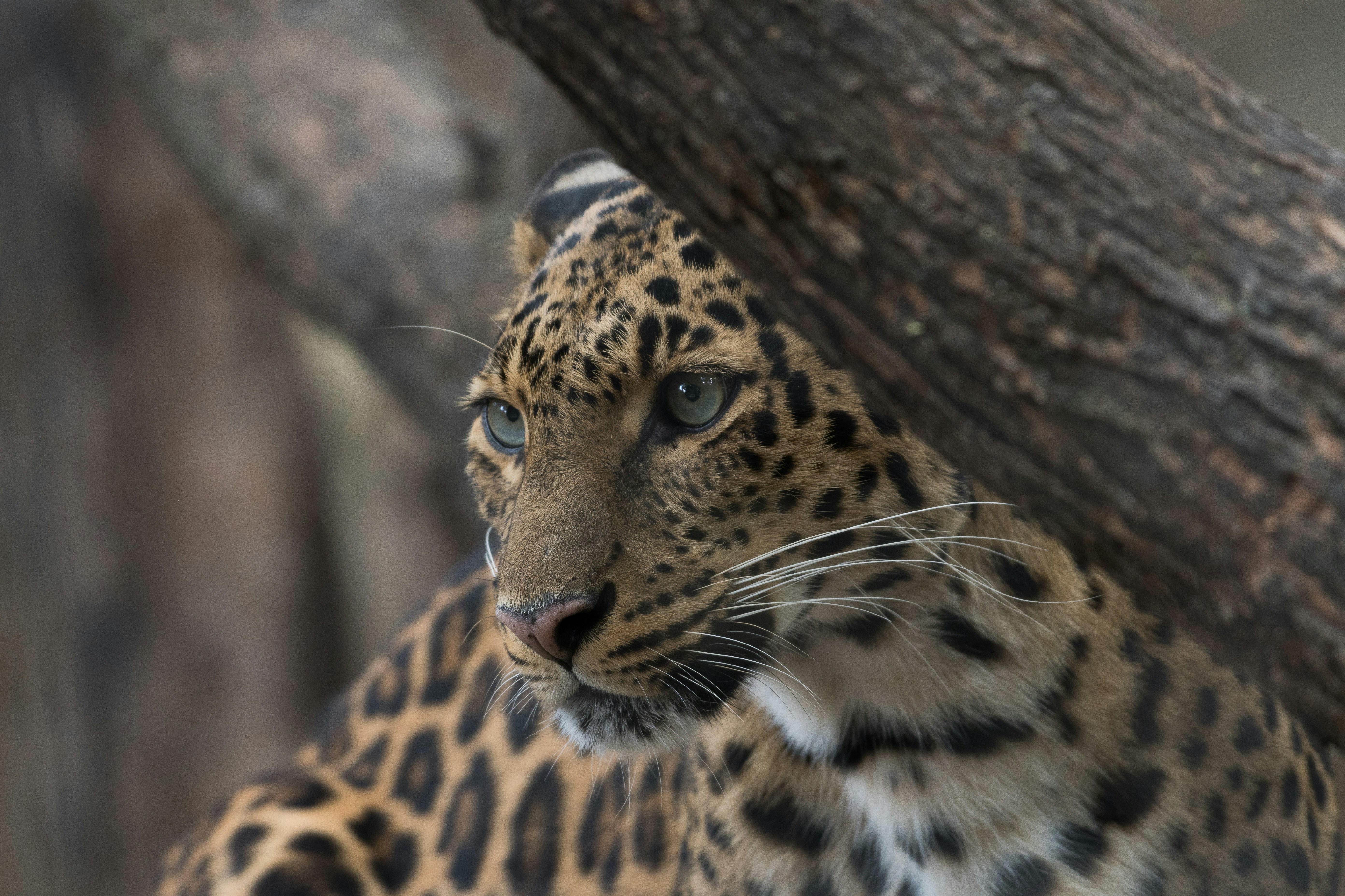 Leopard peering intently through tree branches, showcasing its patterned fur and focused eyes.