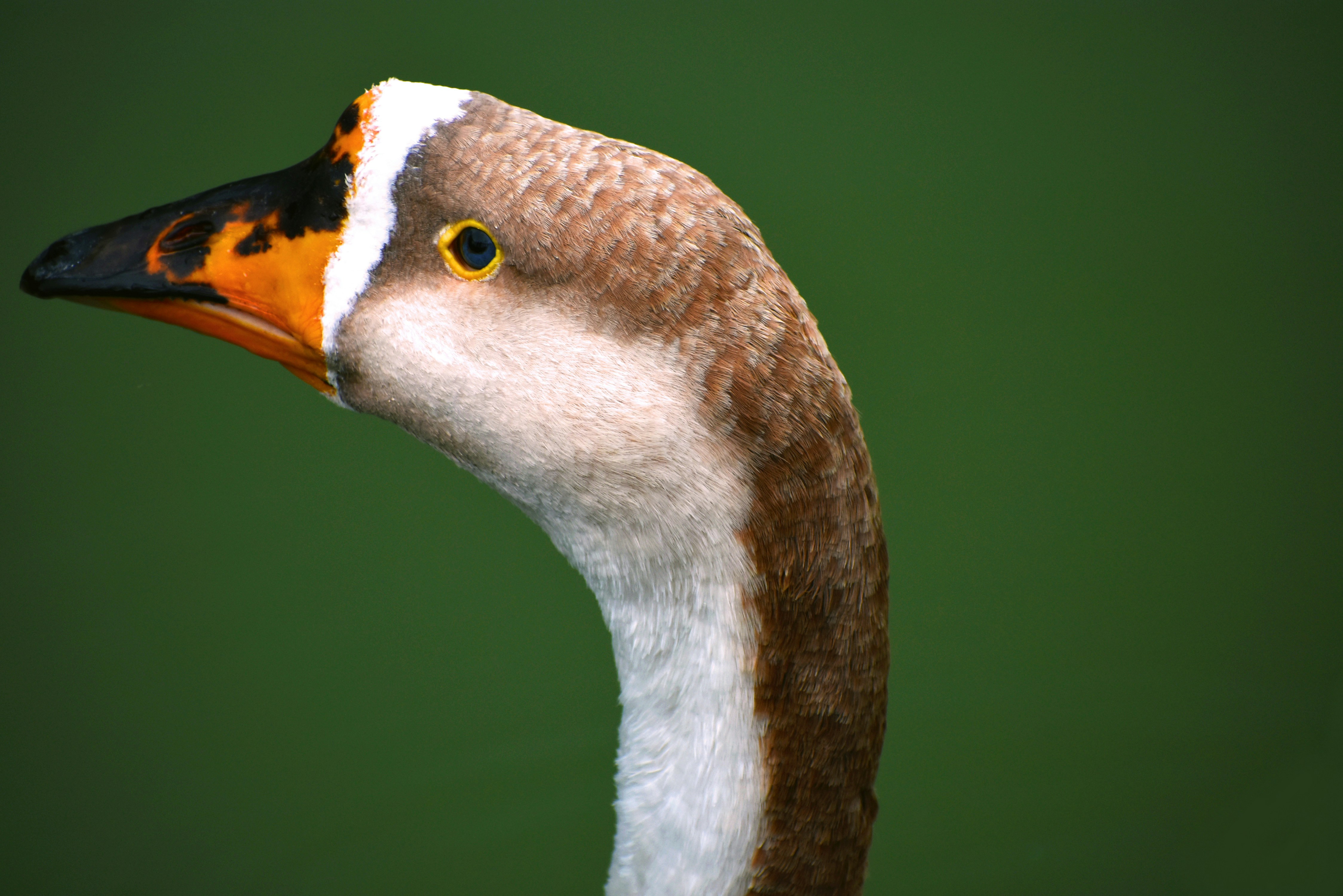 Emerald Backdrop, Sharp Gaze: Close-Up Profile of a Goose