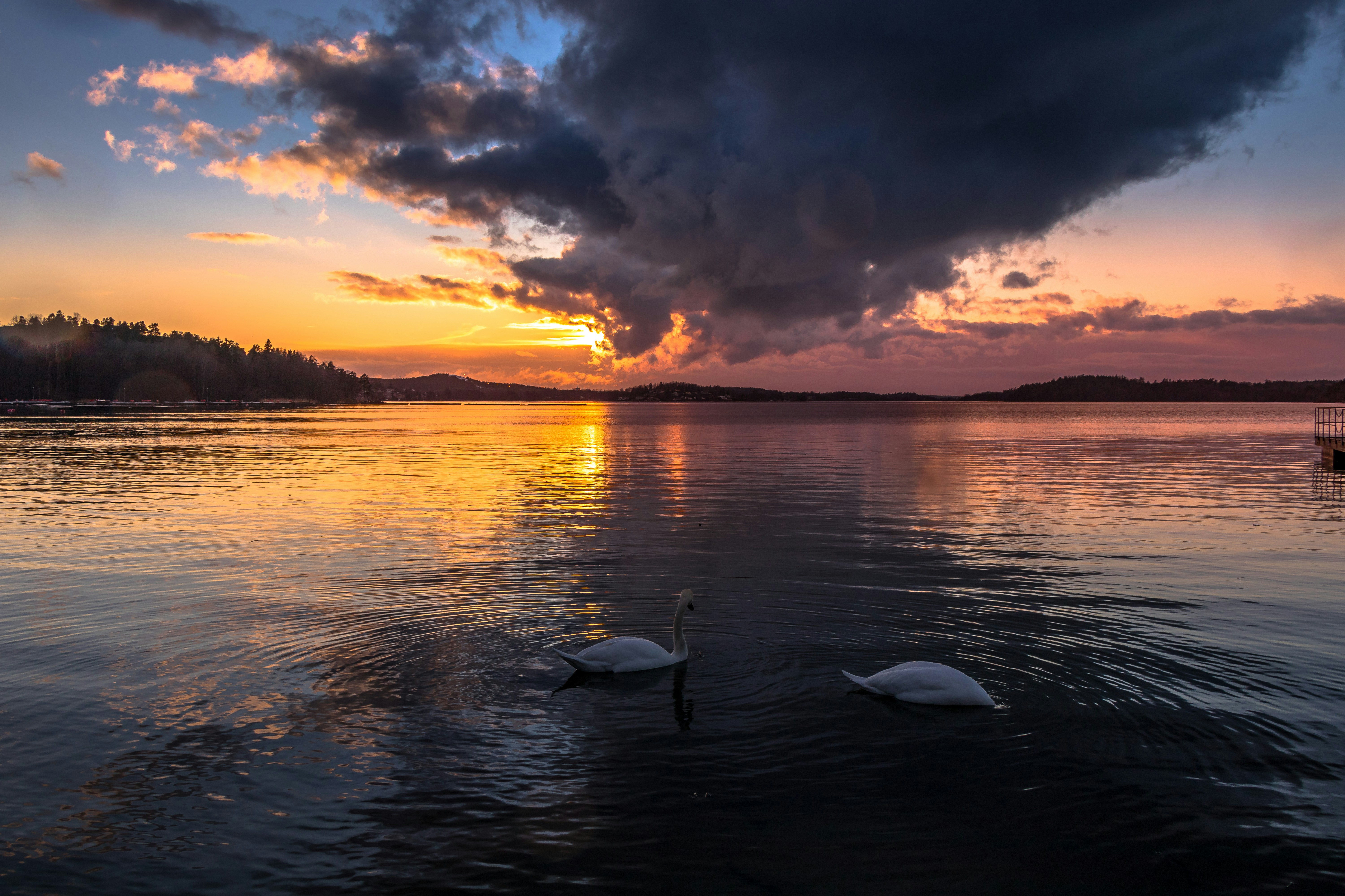 Twin Swans and the Ember Horizon over a Quiet Lake