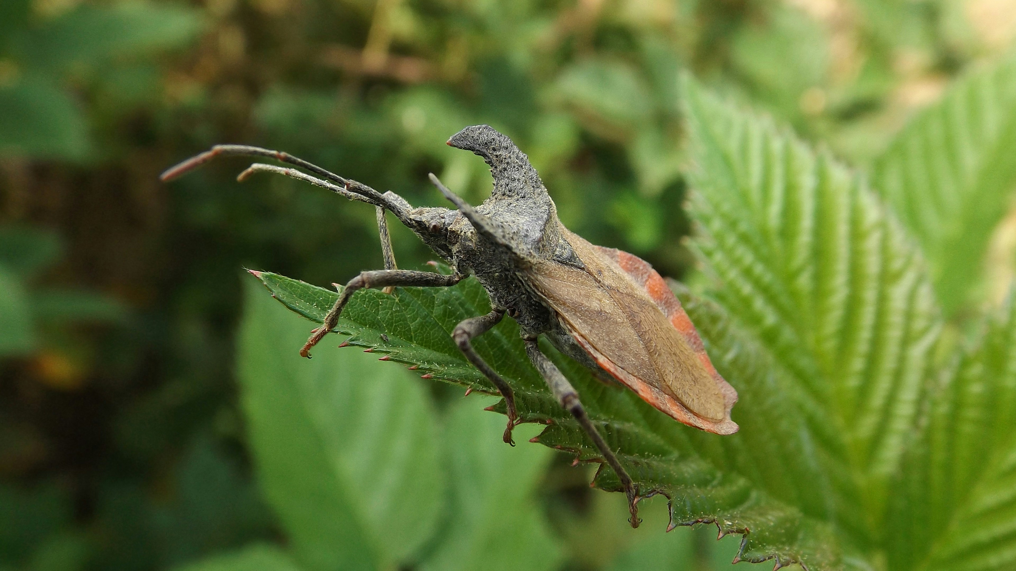 brown stink bug