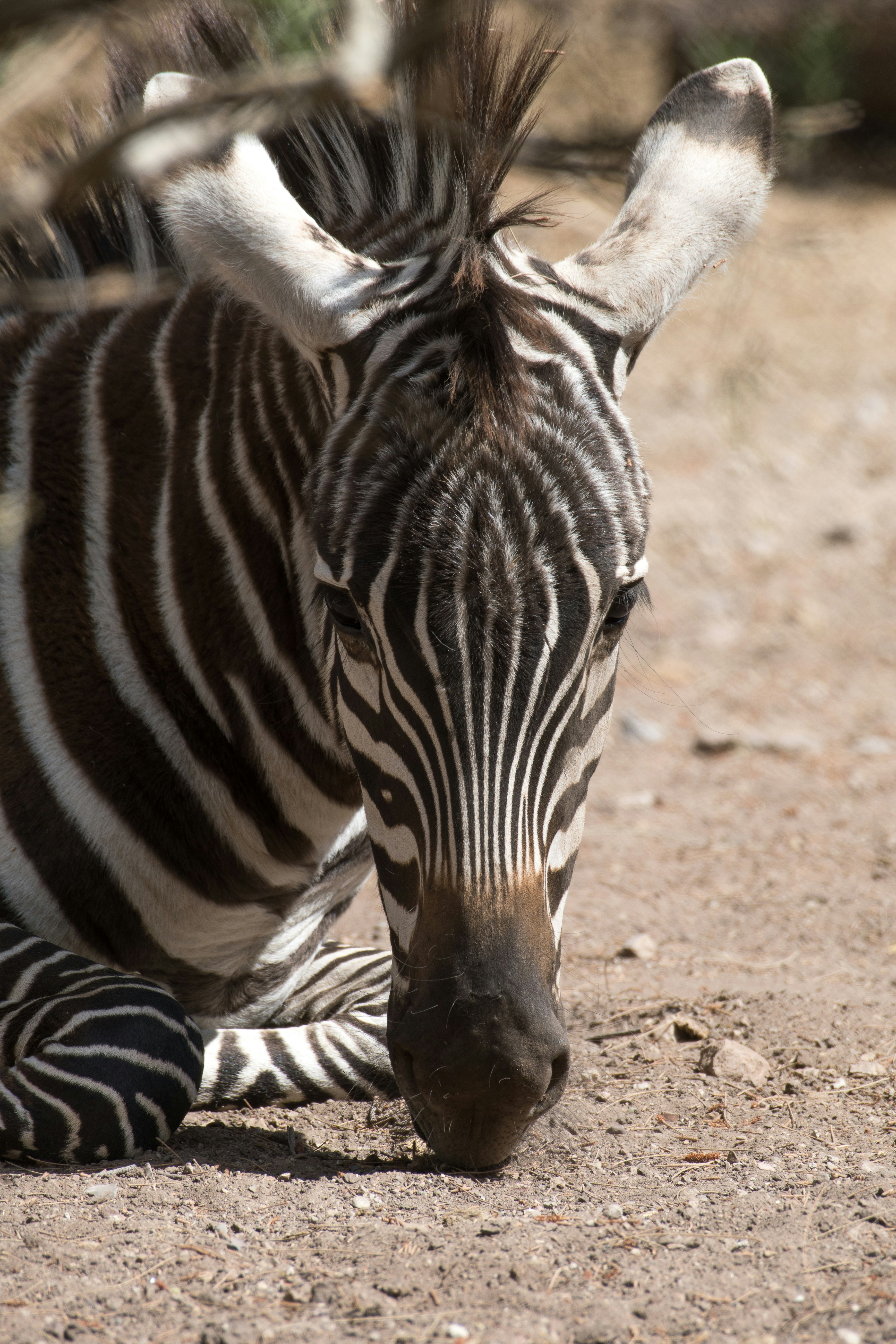 Dust-Kissed Zebra Portrait: Stripes Converge on a Sunlit Gaze