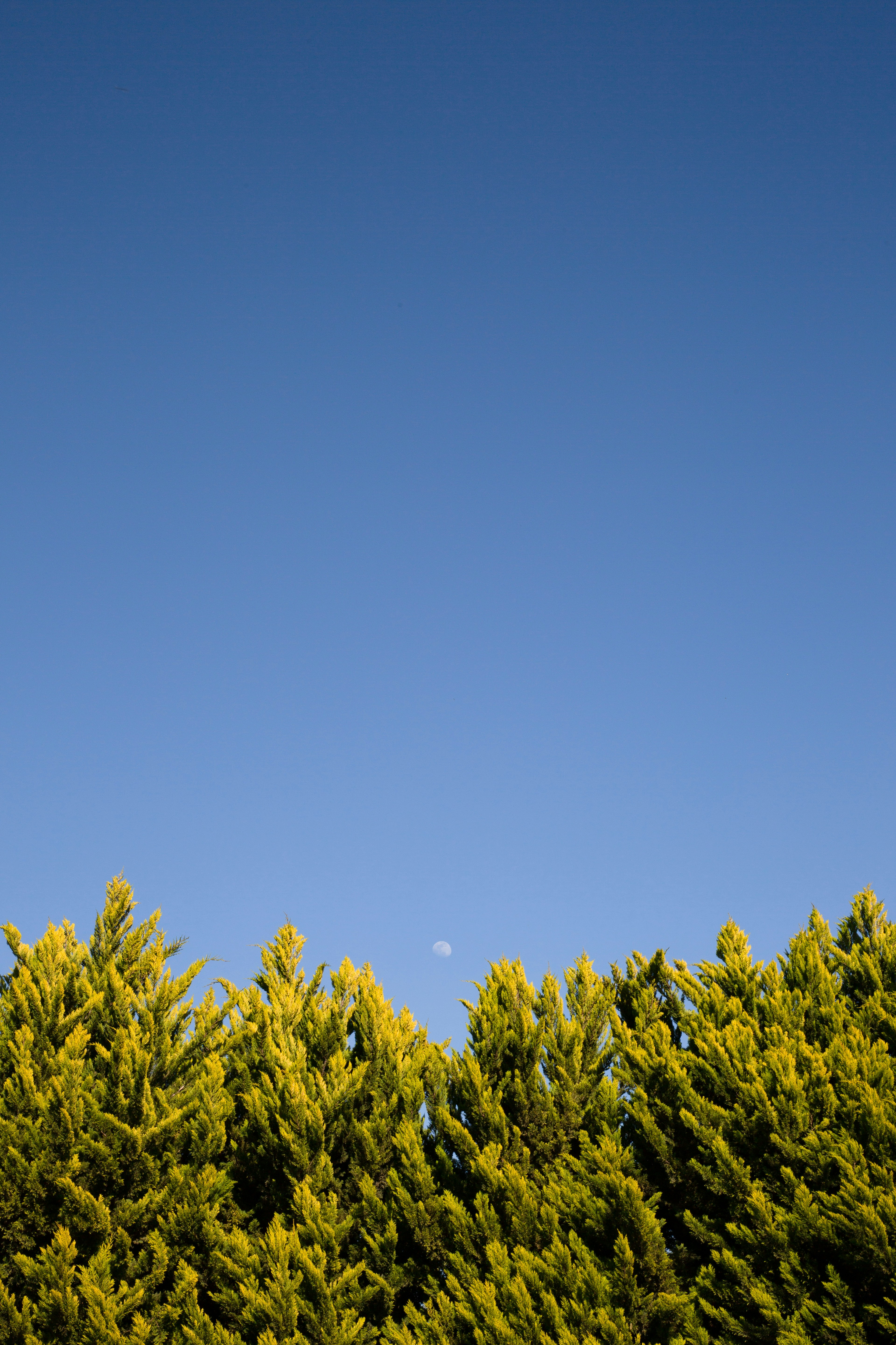 Daylight Moon Hovering Over a Golden Pine Ridge