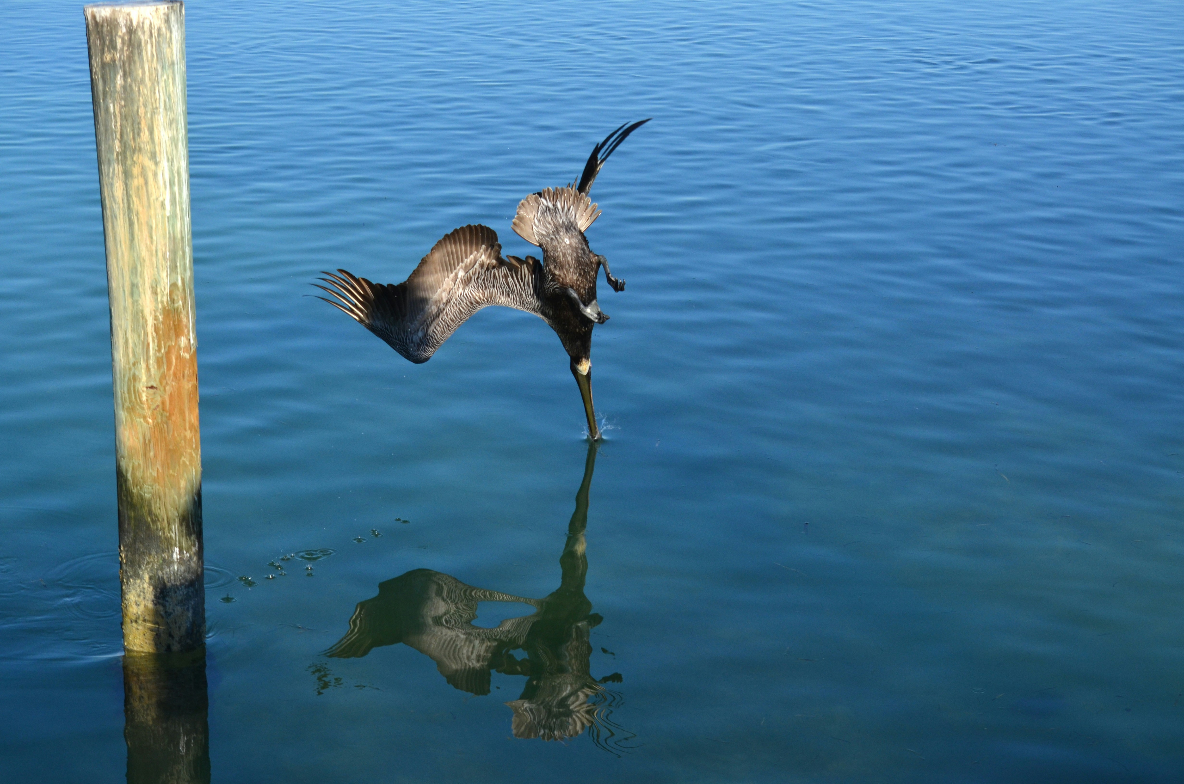Mid-air takeoff: a cormorant defies the blue stillness