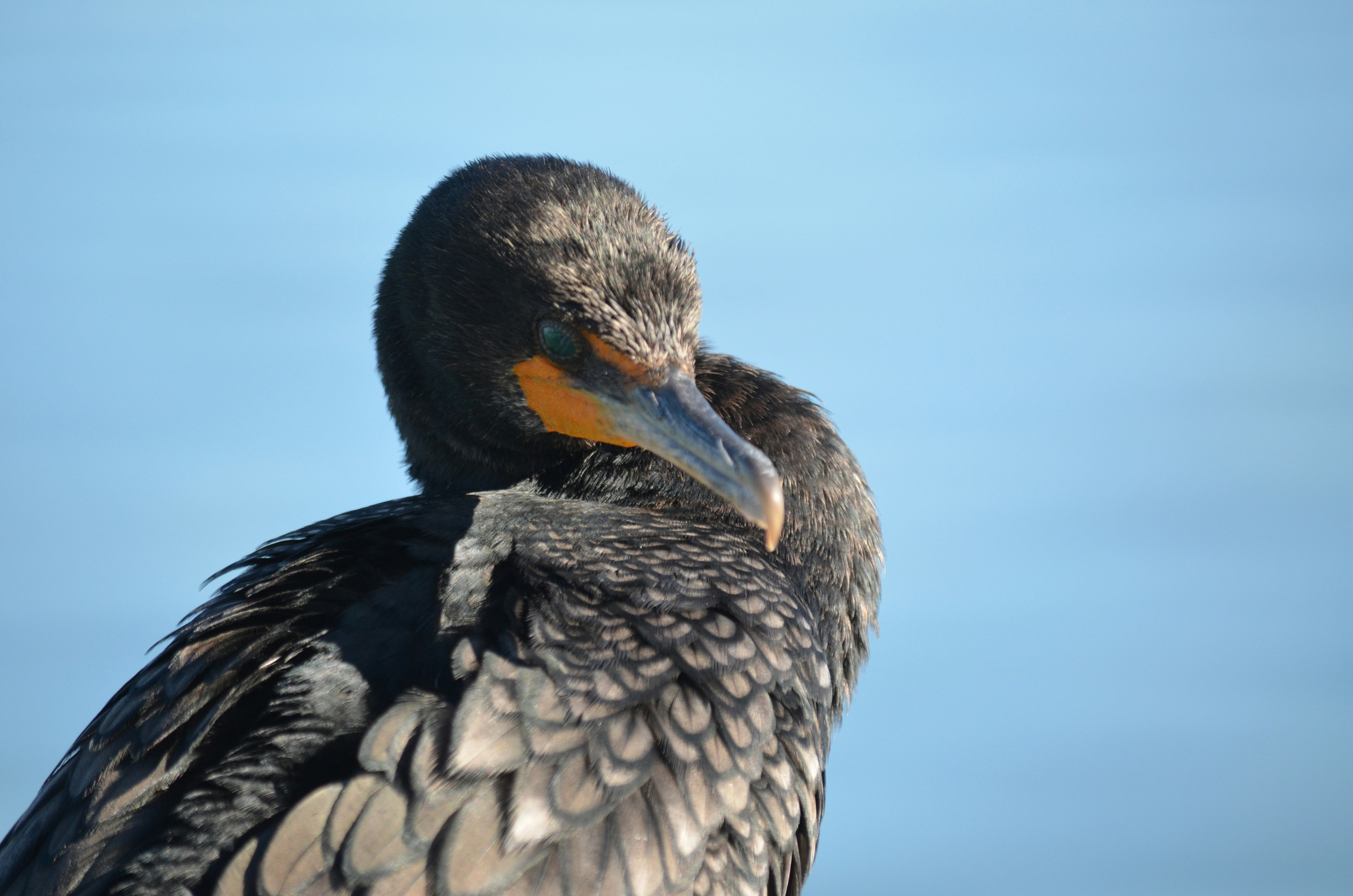 Ember Beak Among Blue Quiet: Close-Up on a Cormorant's Feathered Armor