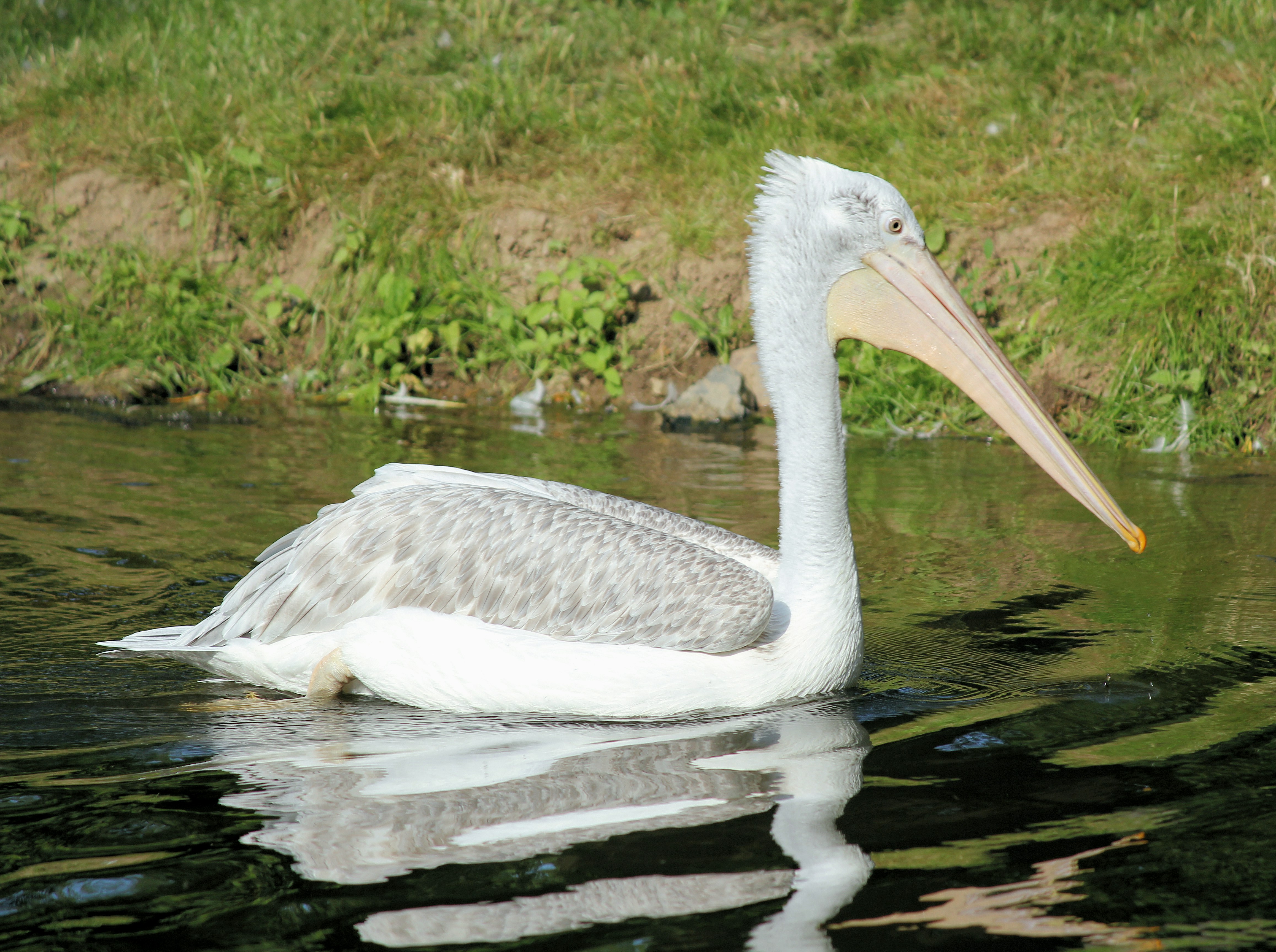 Pelican Glide Over a Quiet River