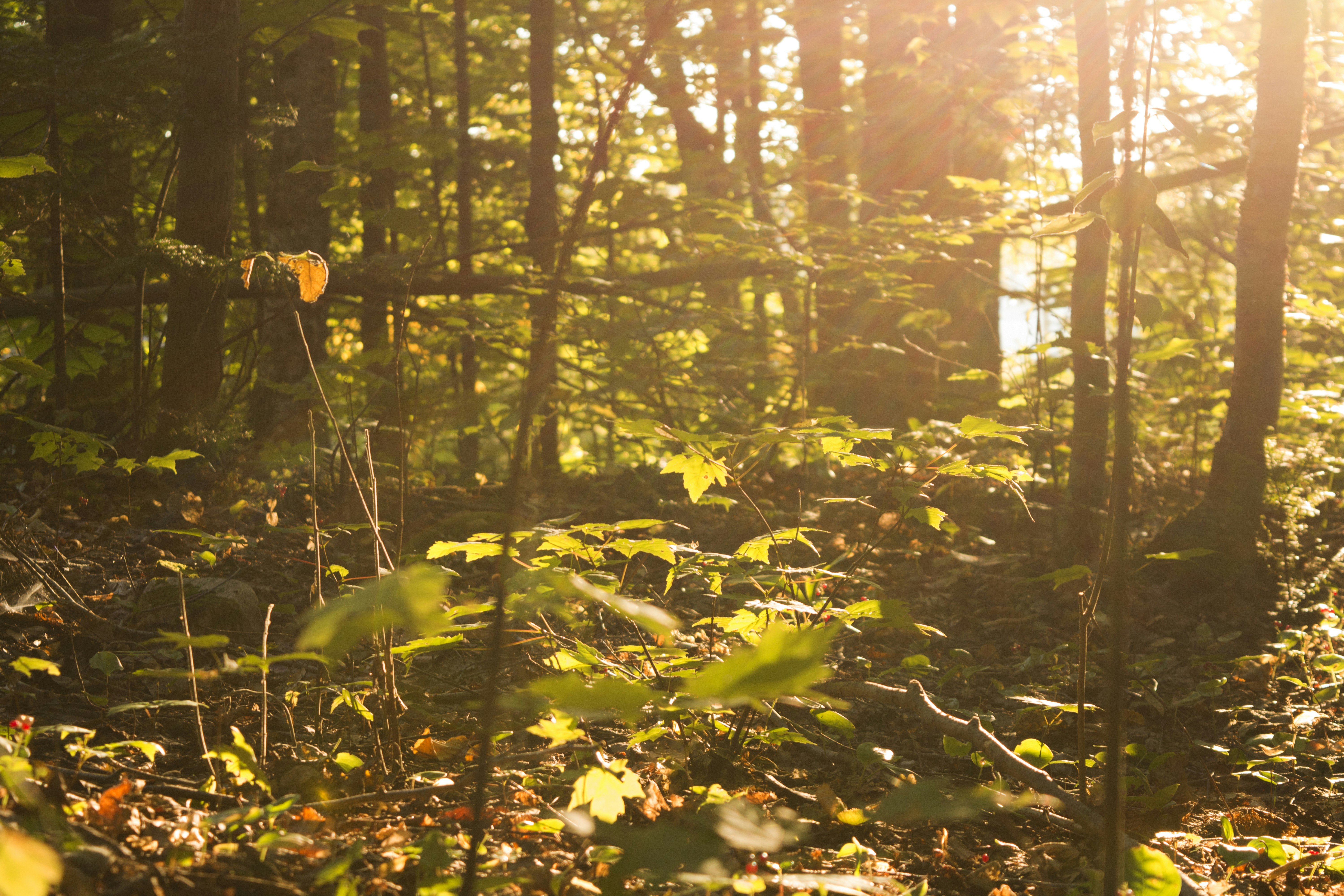 Sunlight streaming through dense woodland, illuminating leaves and casting long shadows.
