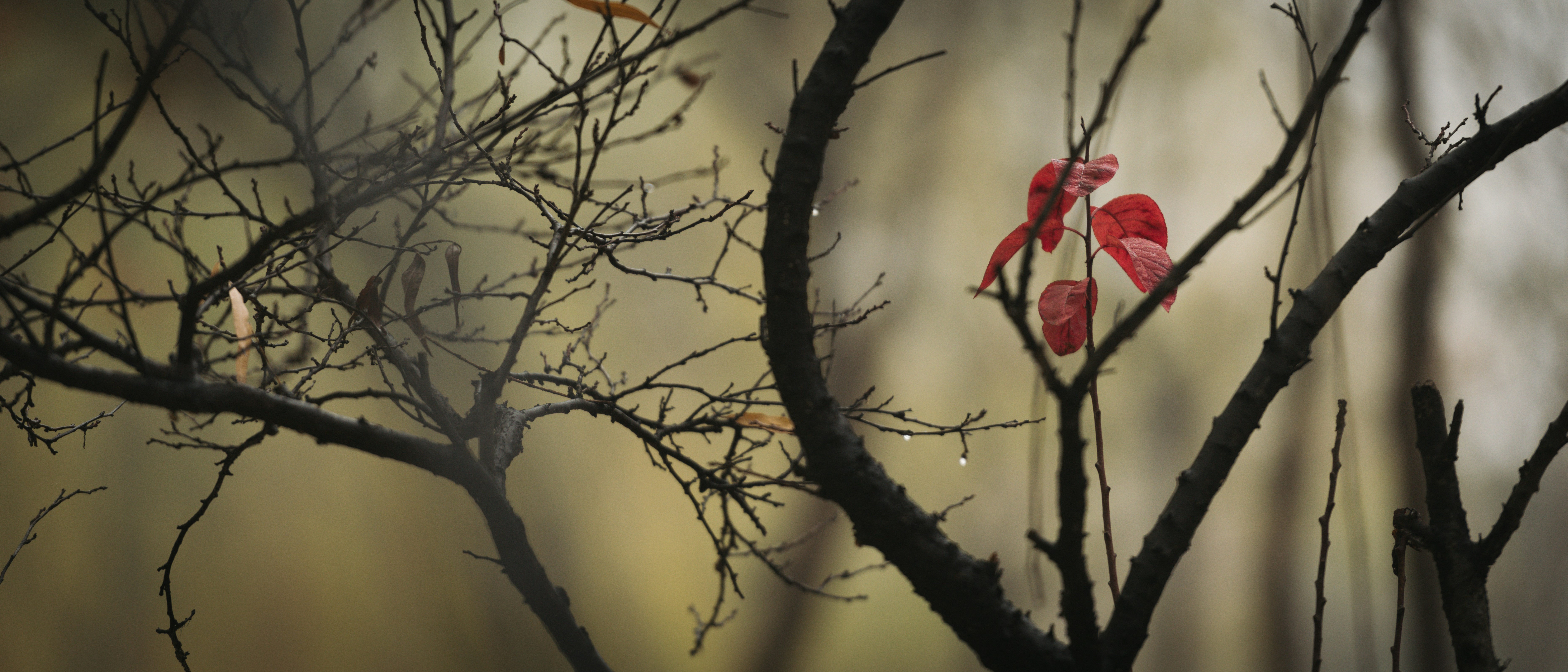red leaf selective color photography