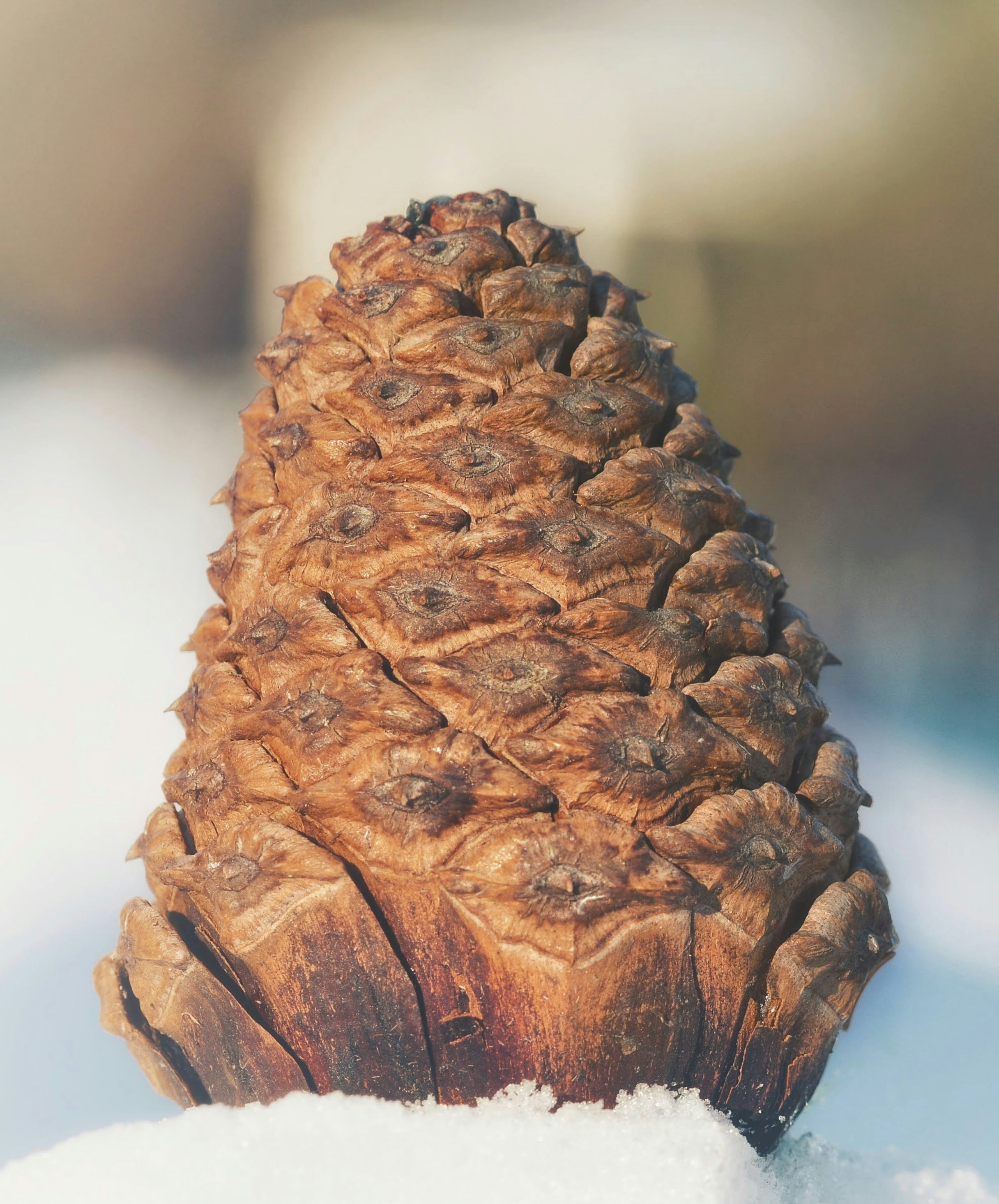 Frost-Kissed Pine Cone: Macro Texture in Winter Light