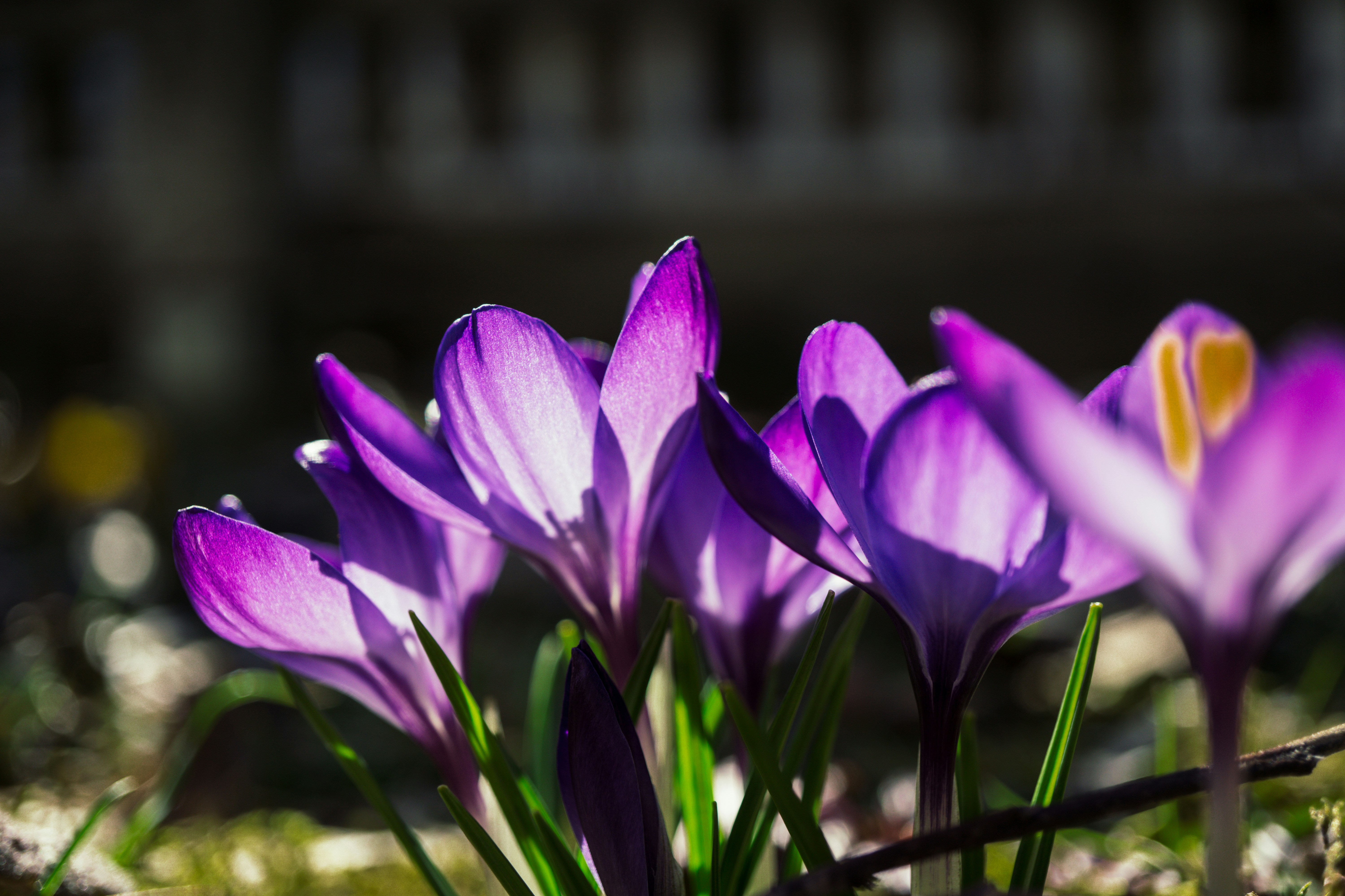 Morning Glow on a Cluster of Purple Crocuses