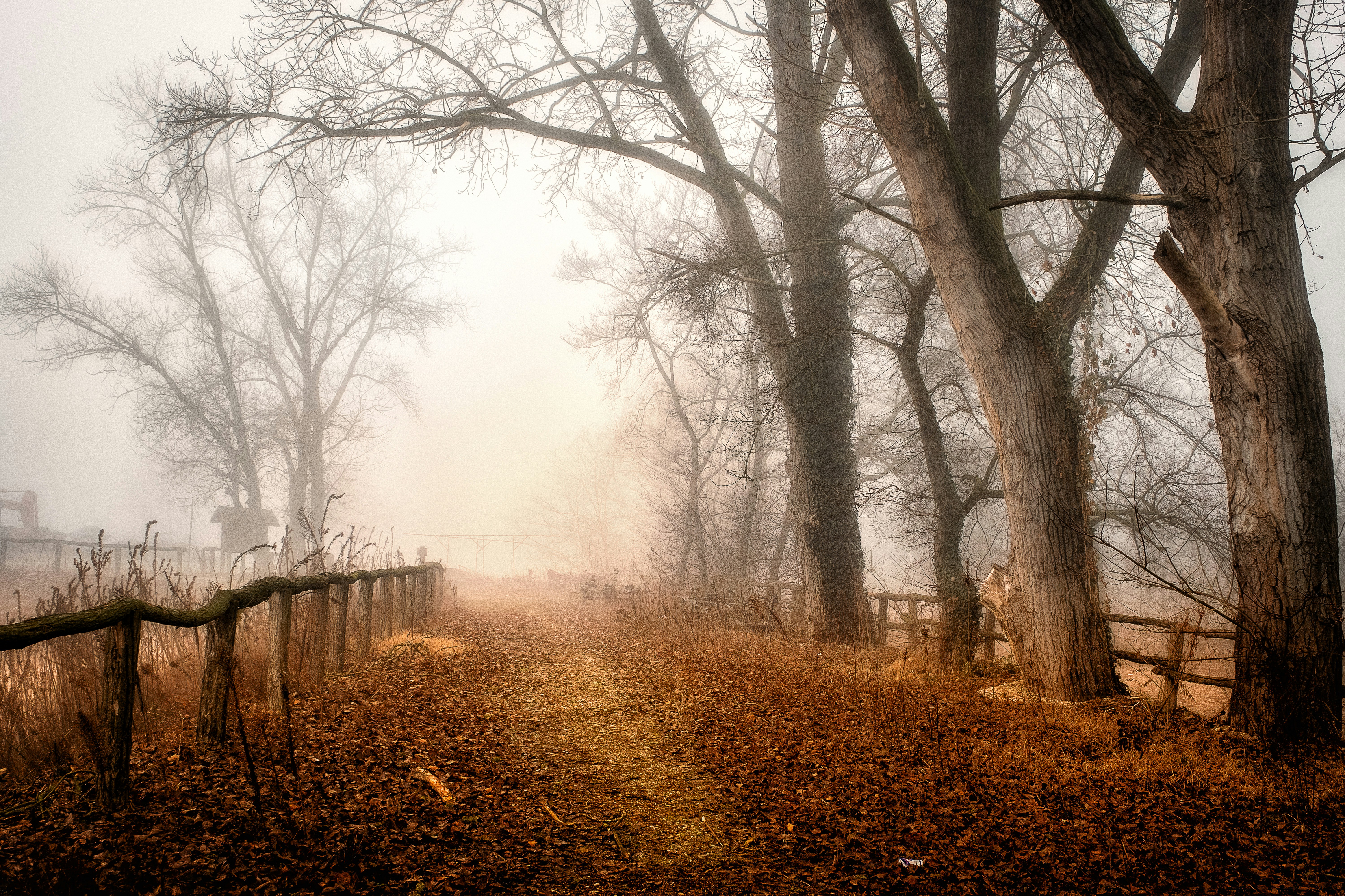 Mist-Bound Corridor: An Autumn Path Fading Into Fog
