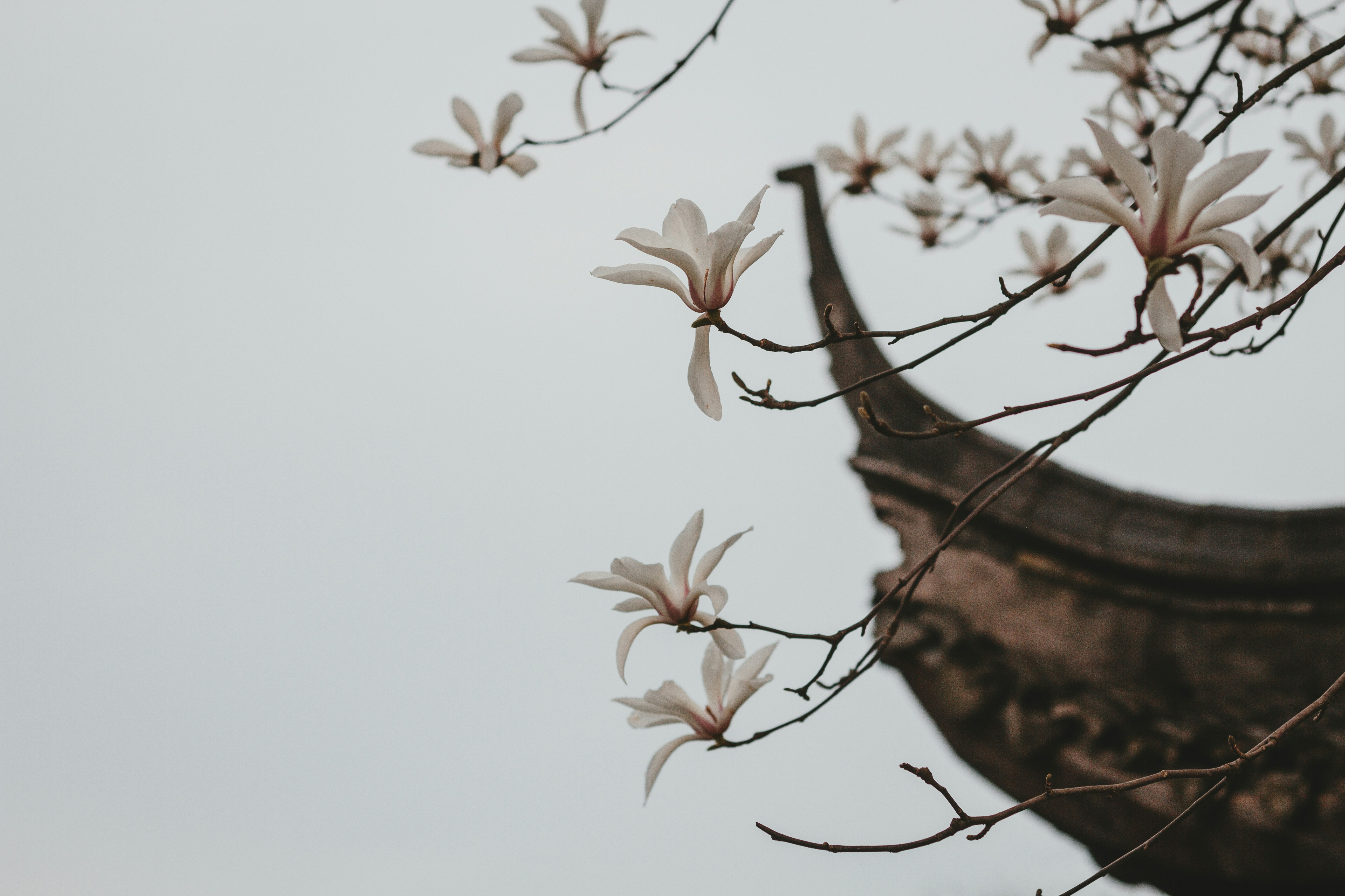 Whispers of Magnolia Against a Curved Roof