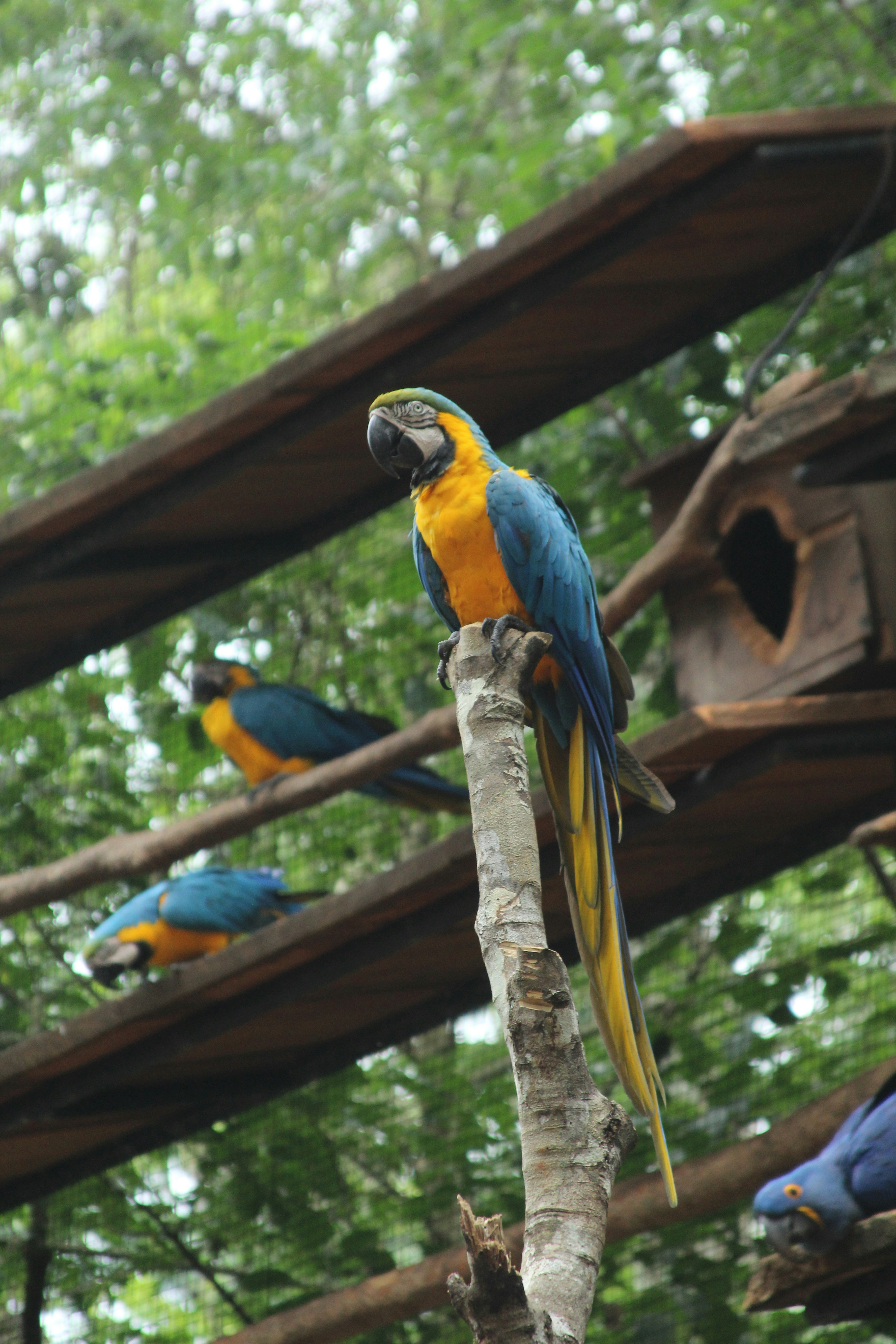 Vibrant Blue-and-Gold Arboreal Sentinel on a Weathered Perch