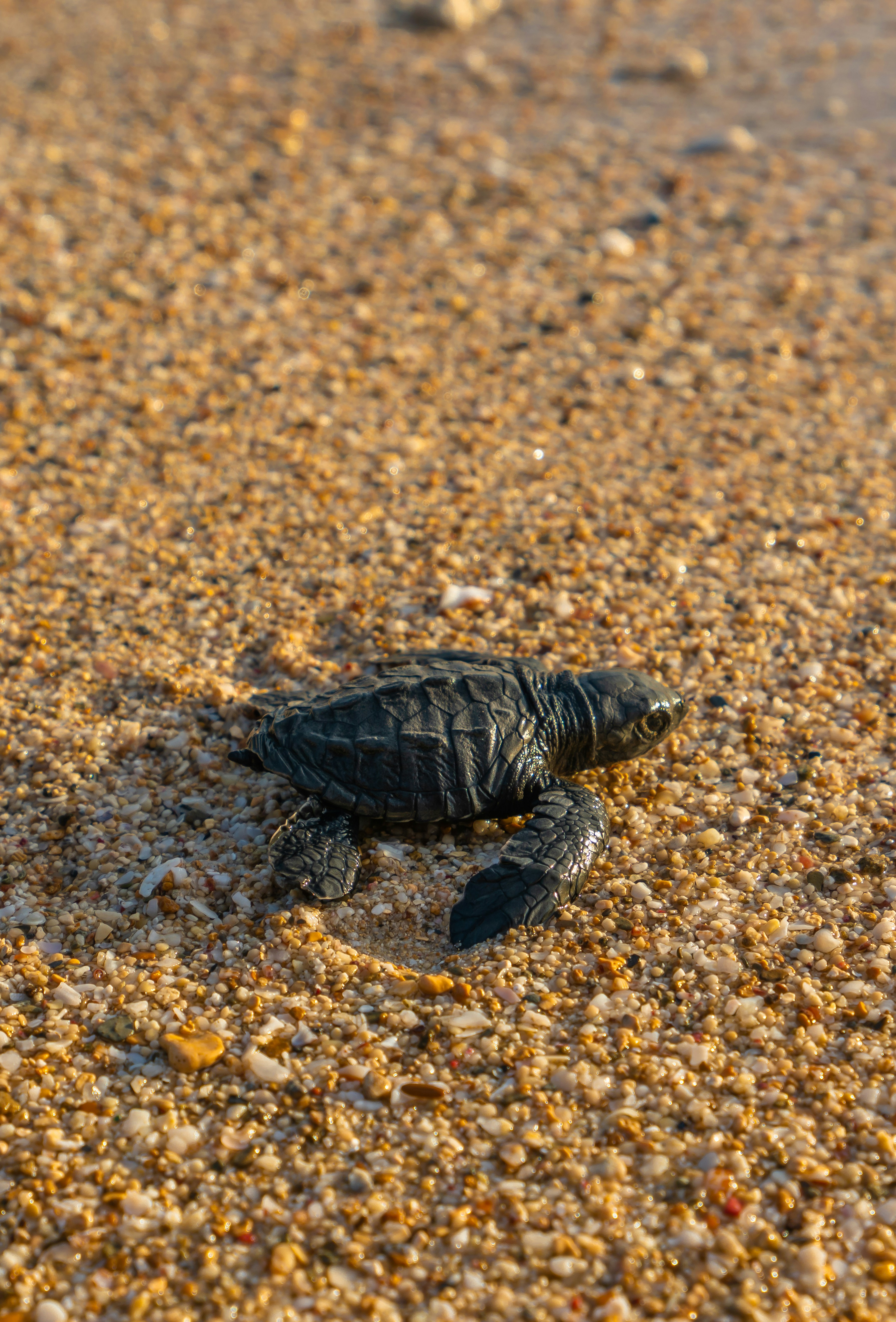 500+ Baby Sea Turtle Pictures [HD] | Download Free Images on Unsplash