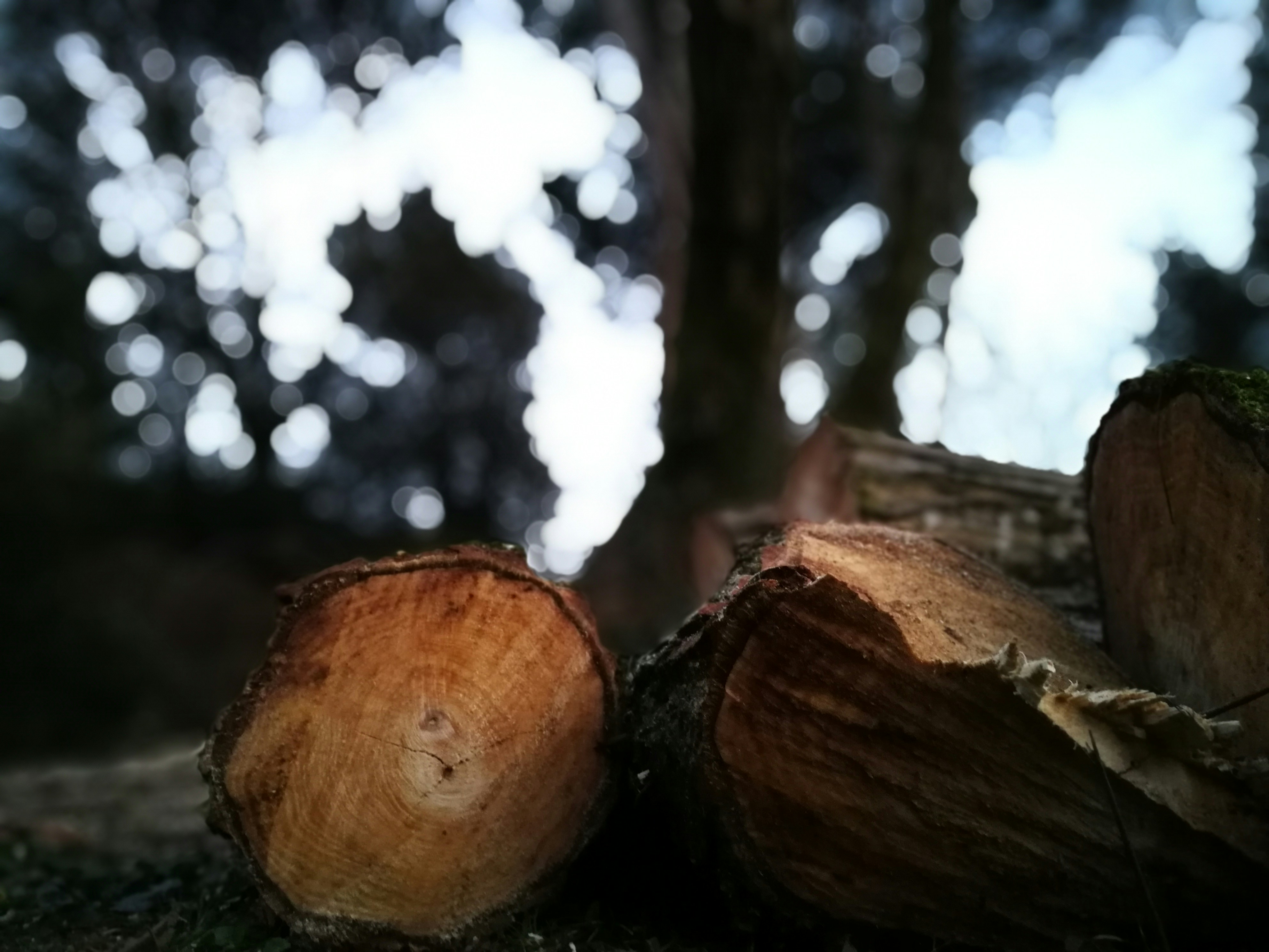 Close-up of cut tree logs with intricate wood grain against a softly blurred forest backdrop.